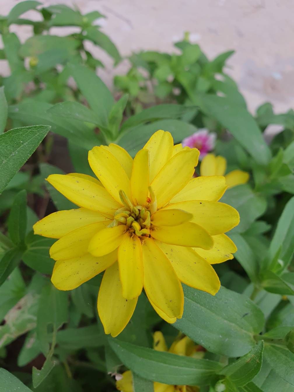 A lack of determination can be a major obstacle to... - Samsung Members