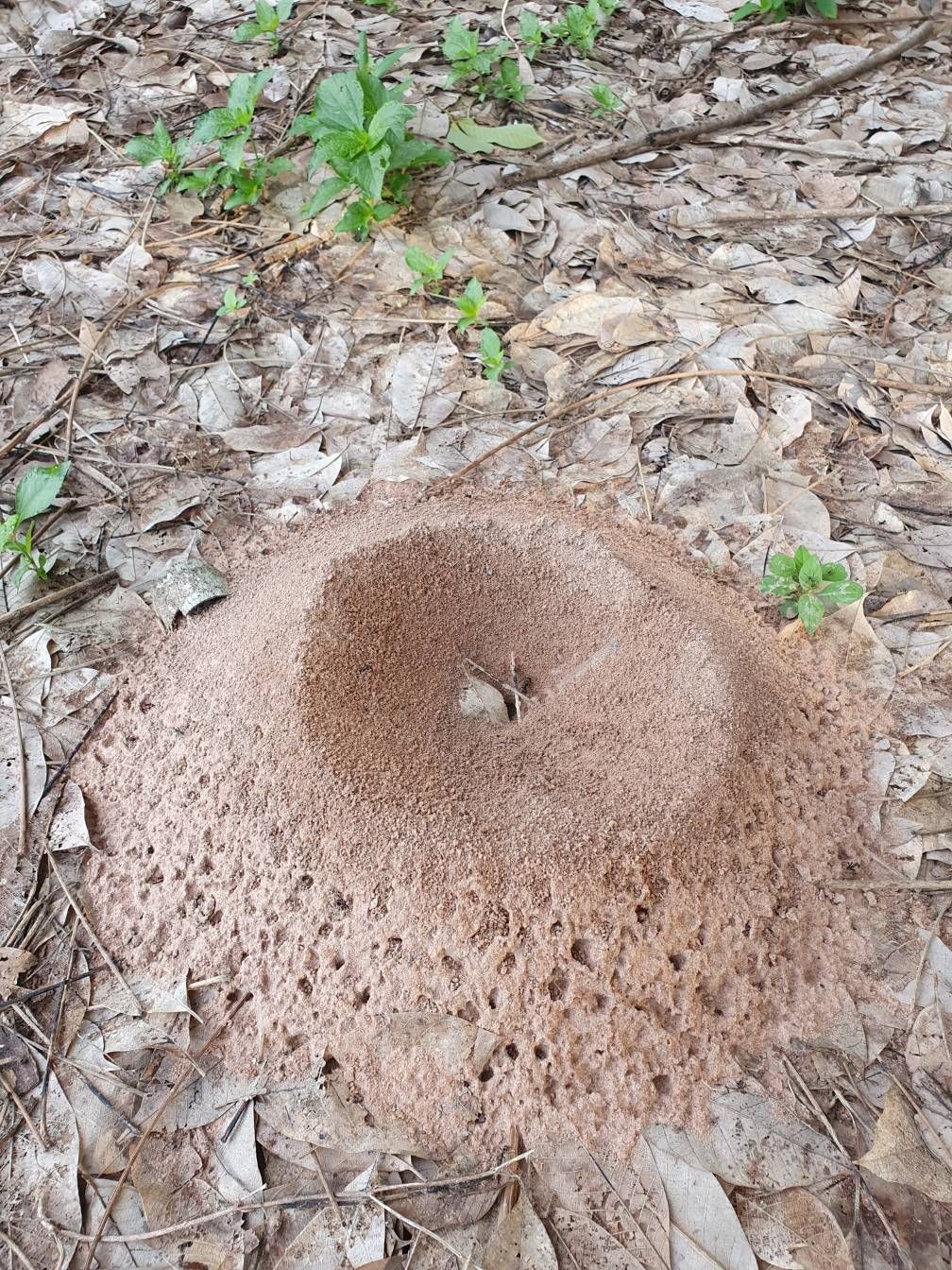 Anthill - Samsung Members