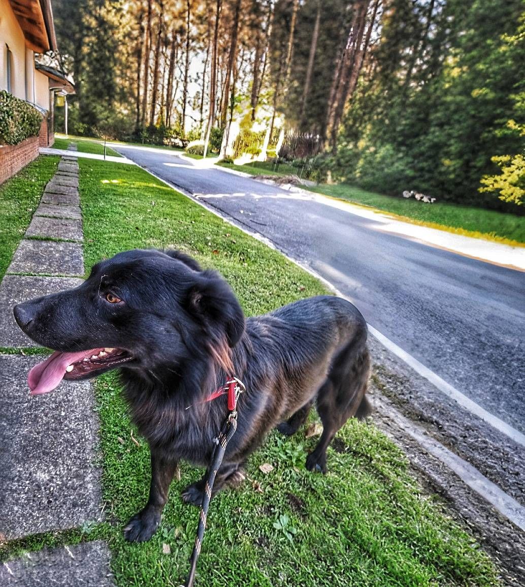 Mi perro disfrutando del paseo ️‍🩹 - Samsung Members