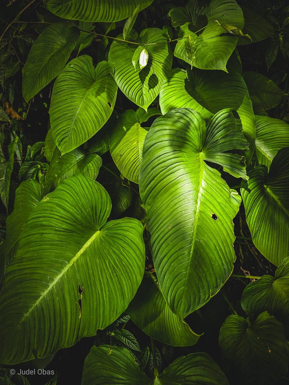 "Let the leaves whisper serenity." - Samsung Members