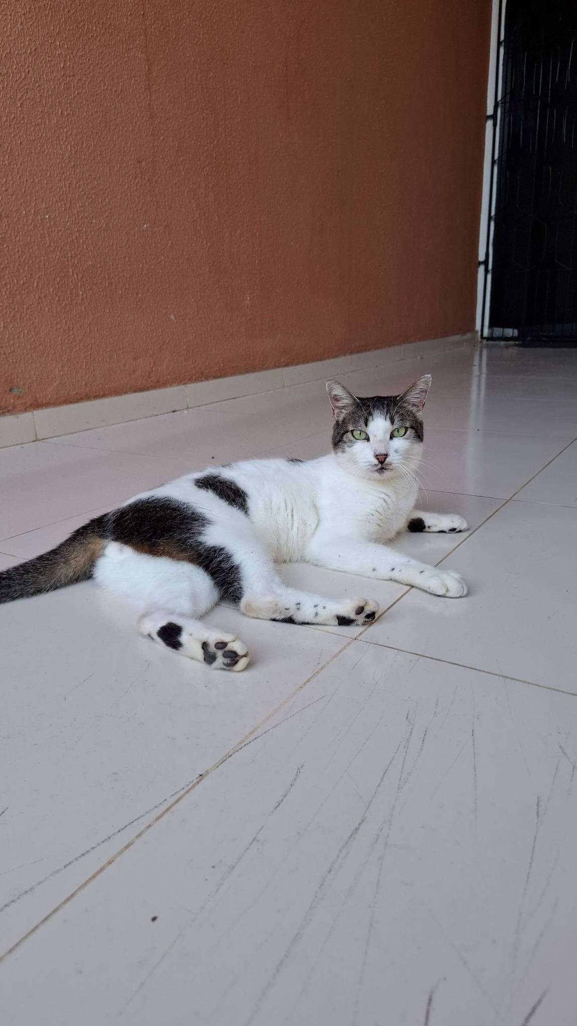 Pose da gato - Samsung Members