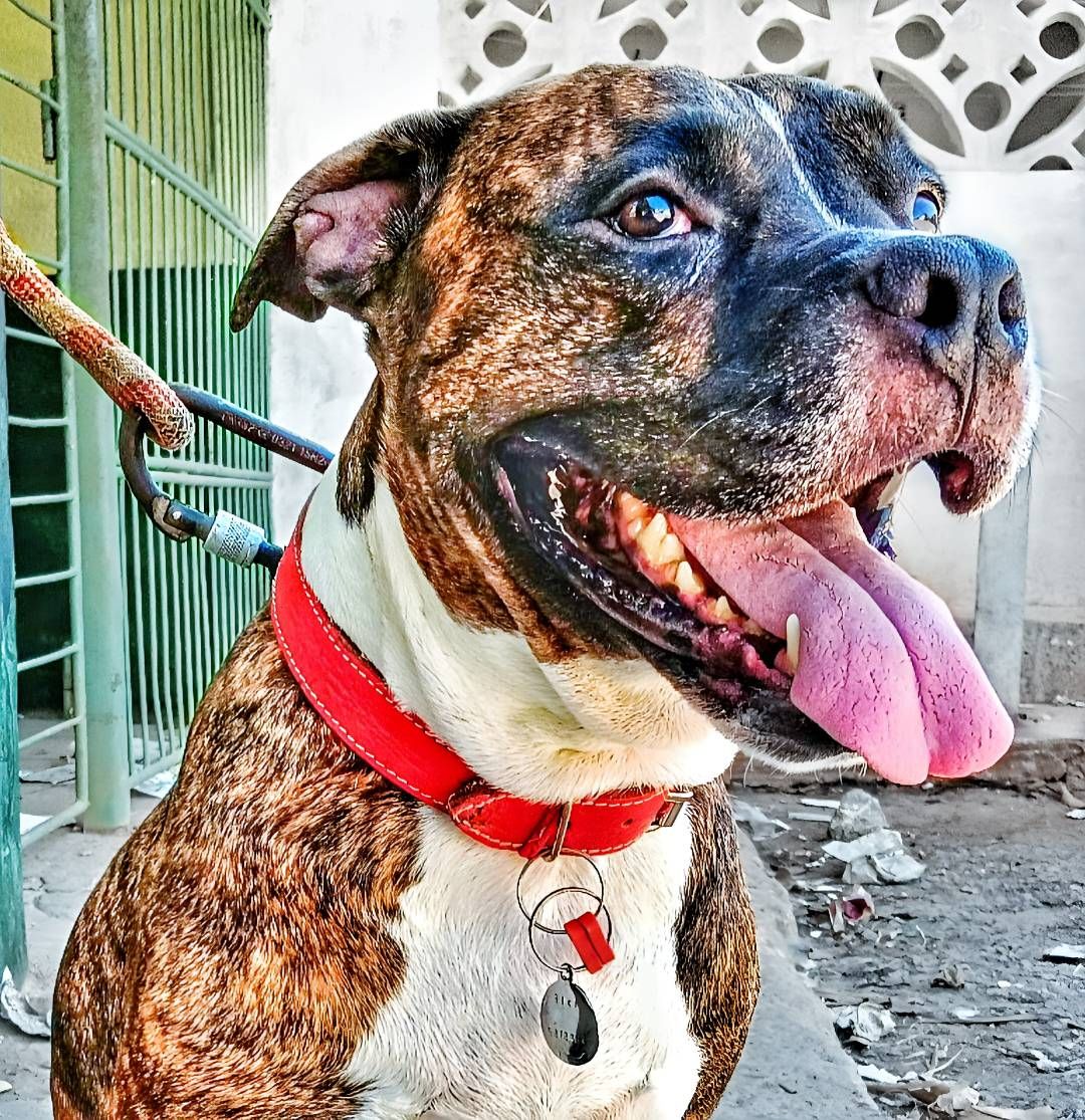 Mi vecinita tiene perro muy grande.... - Samsung Members