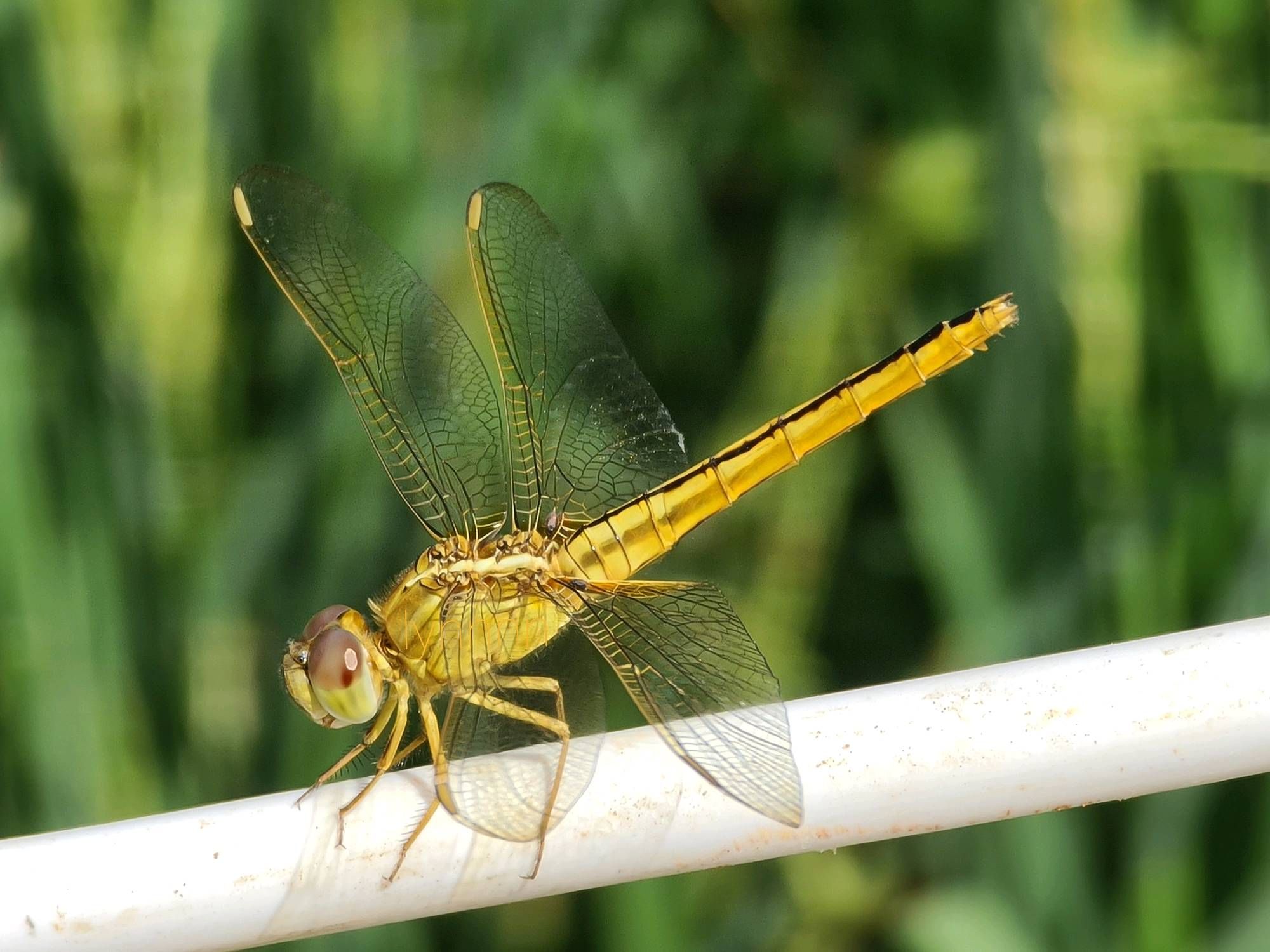 Capung Kuning - Samsung Members