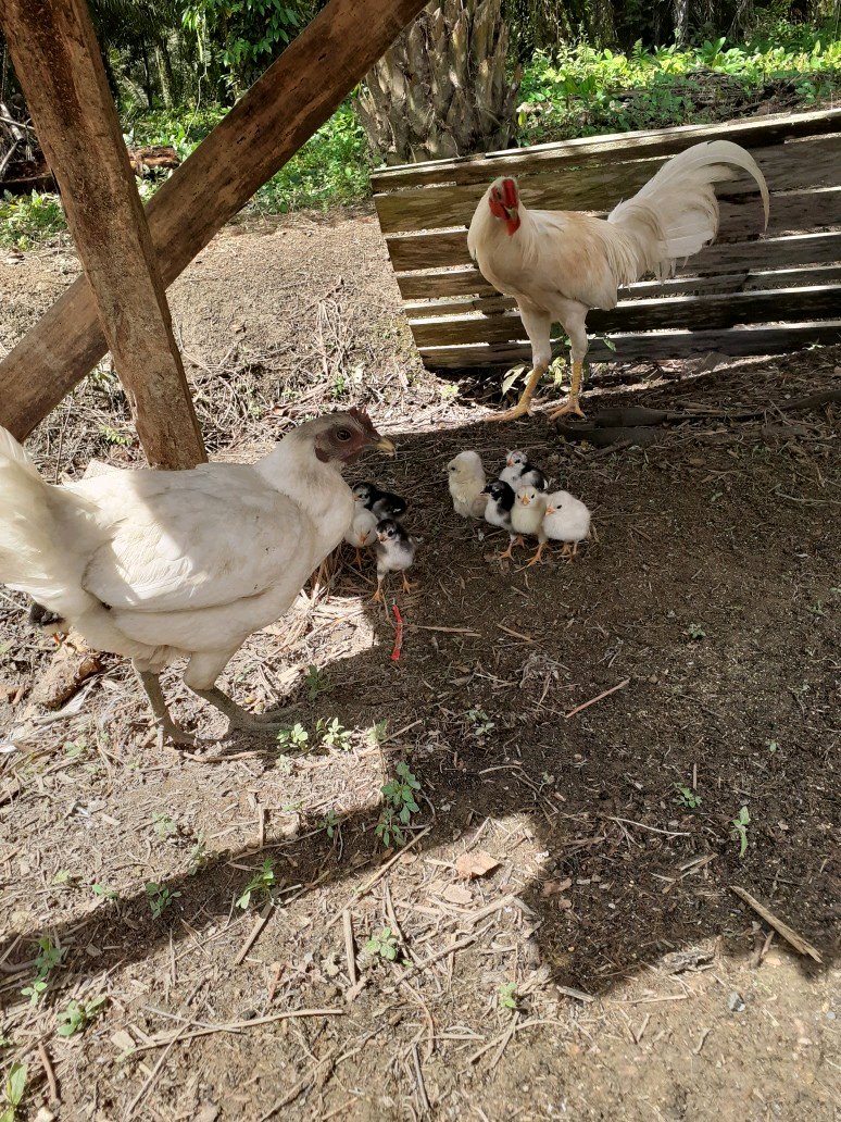 ayam pun setia pada pasangannya,masa kamu tidak ? - Samsung Members