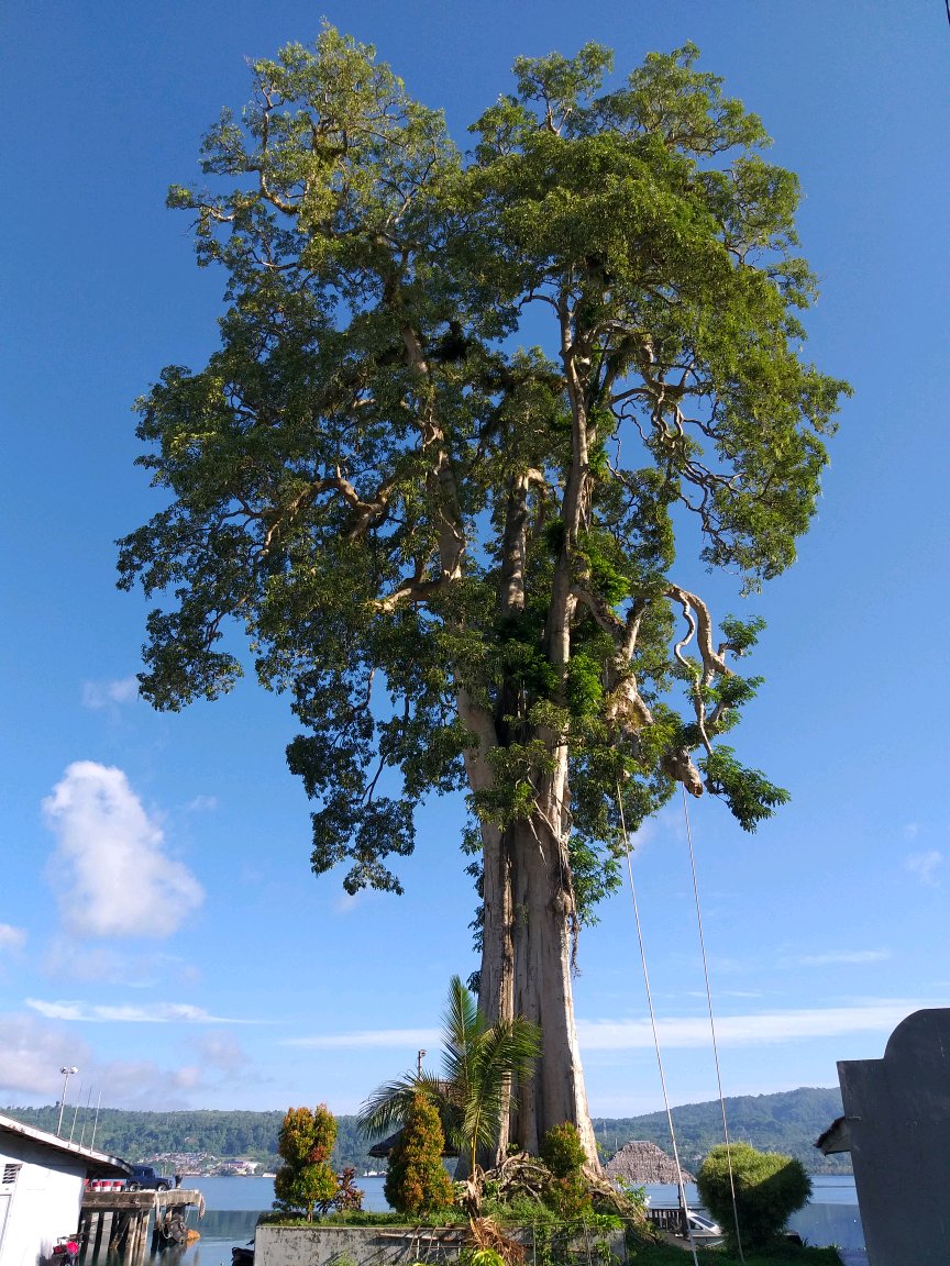 pohon pule - Samsung Members