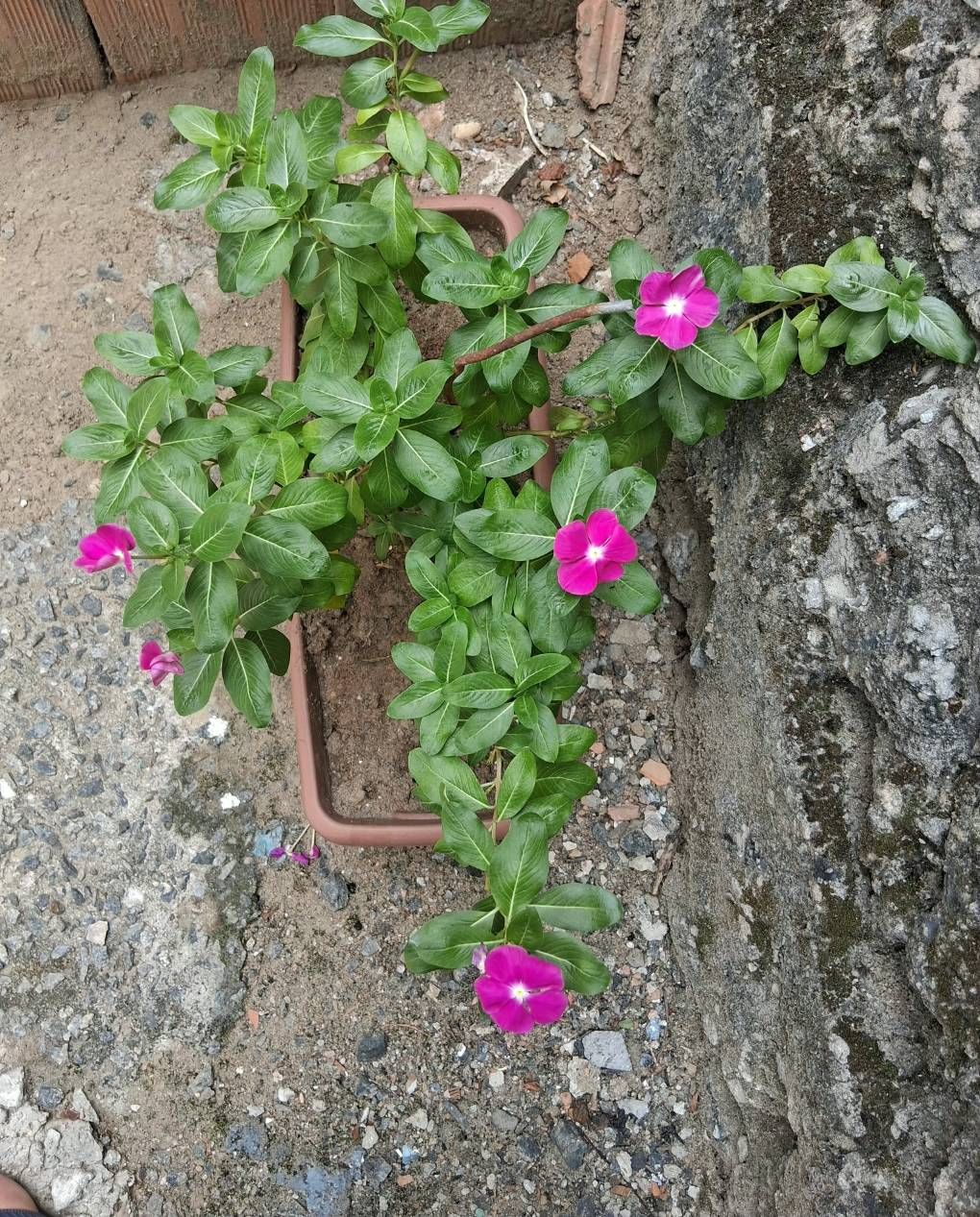 Olá que linda são essas fores Bom dia - Samsung Members