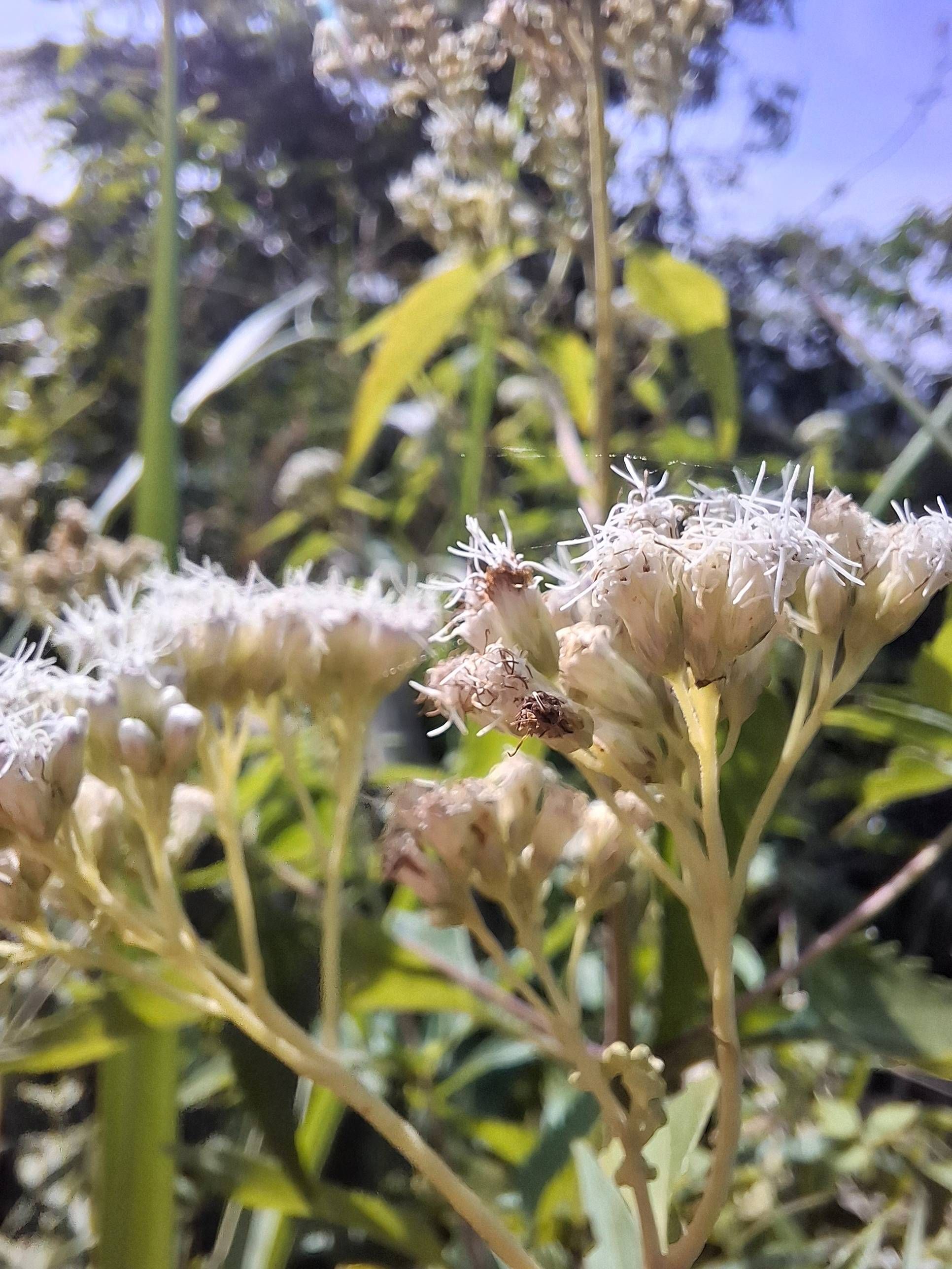 Edelweis Jawa, Tanaman Pinggiran si Bunga Abadi - Samsung Members