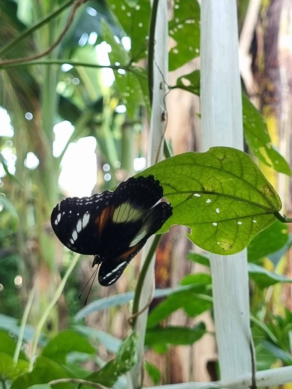 [SAMSUNG S21FE]-Tahun baru hp baru(second) kena ti... - Samsung Members