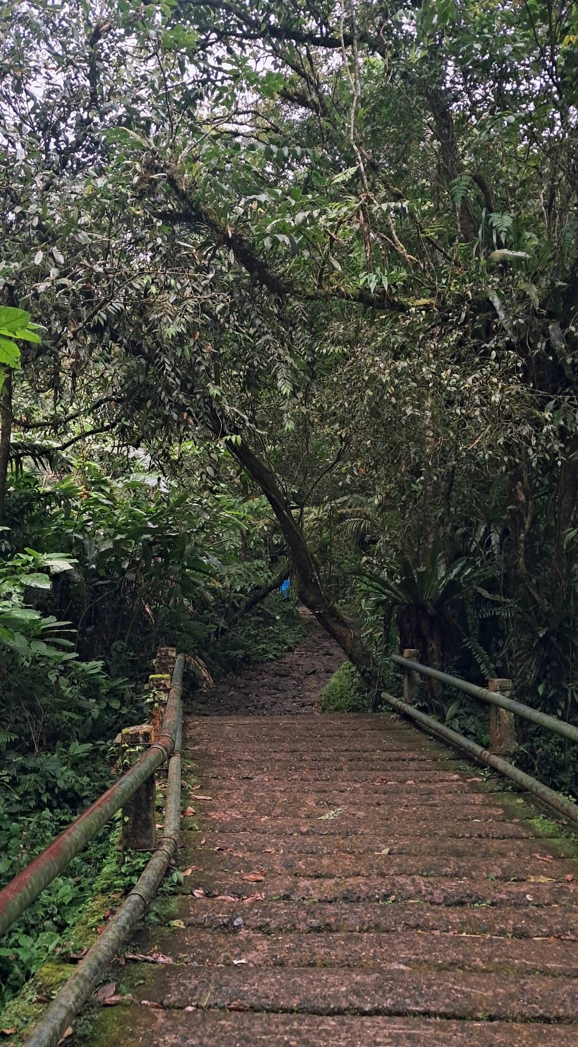 Rawa Gayonggong - Samsung Members