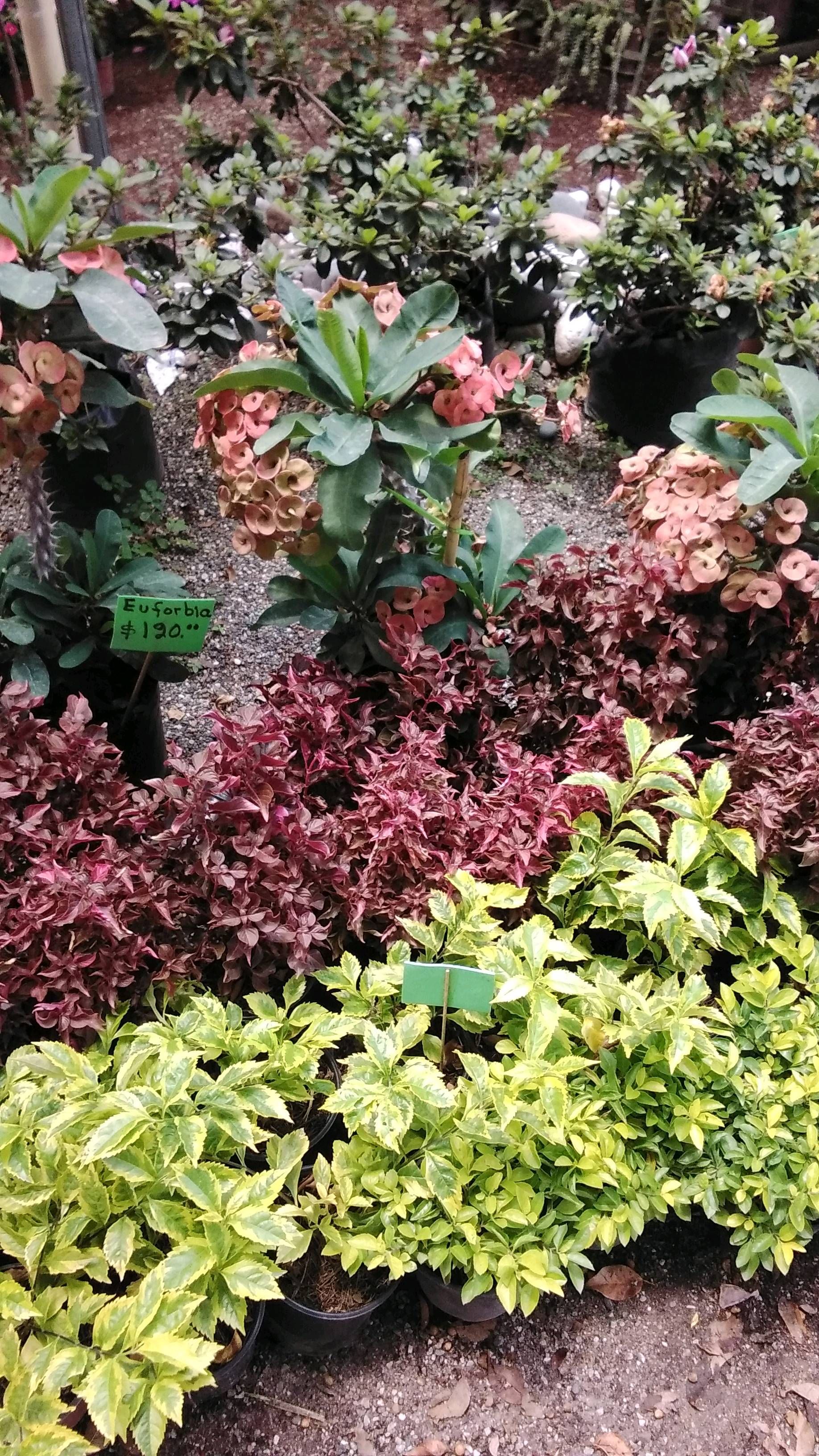 plantas - Samsung Members