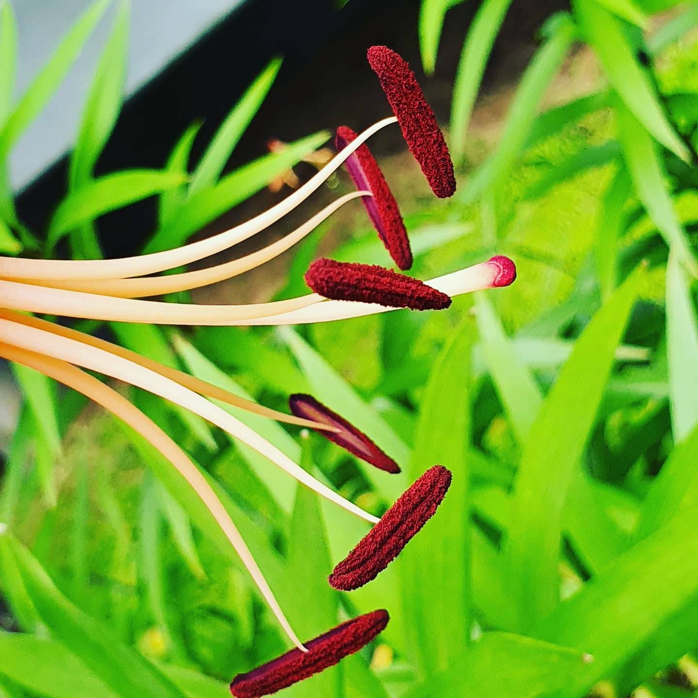 참나리(Tiger lily) - Samsung Members