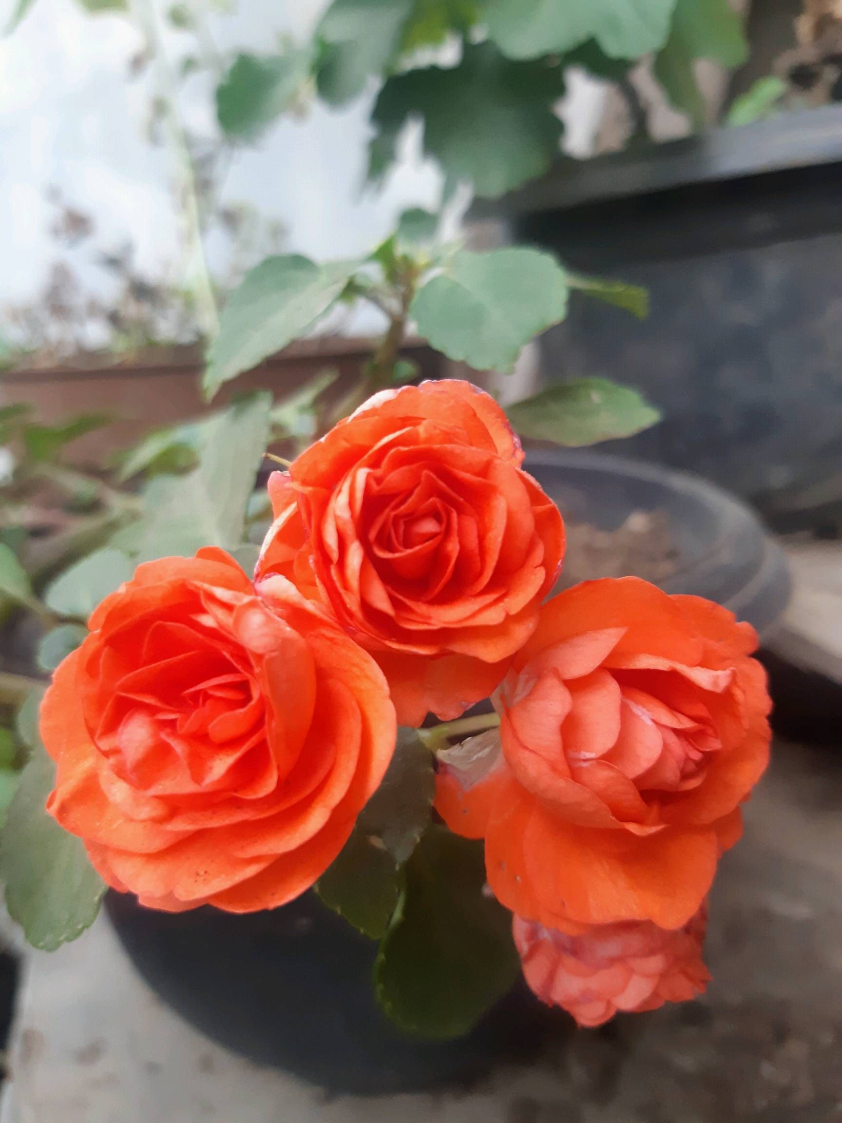 Seperti mawar tapi bukan mawar - Samsung Members