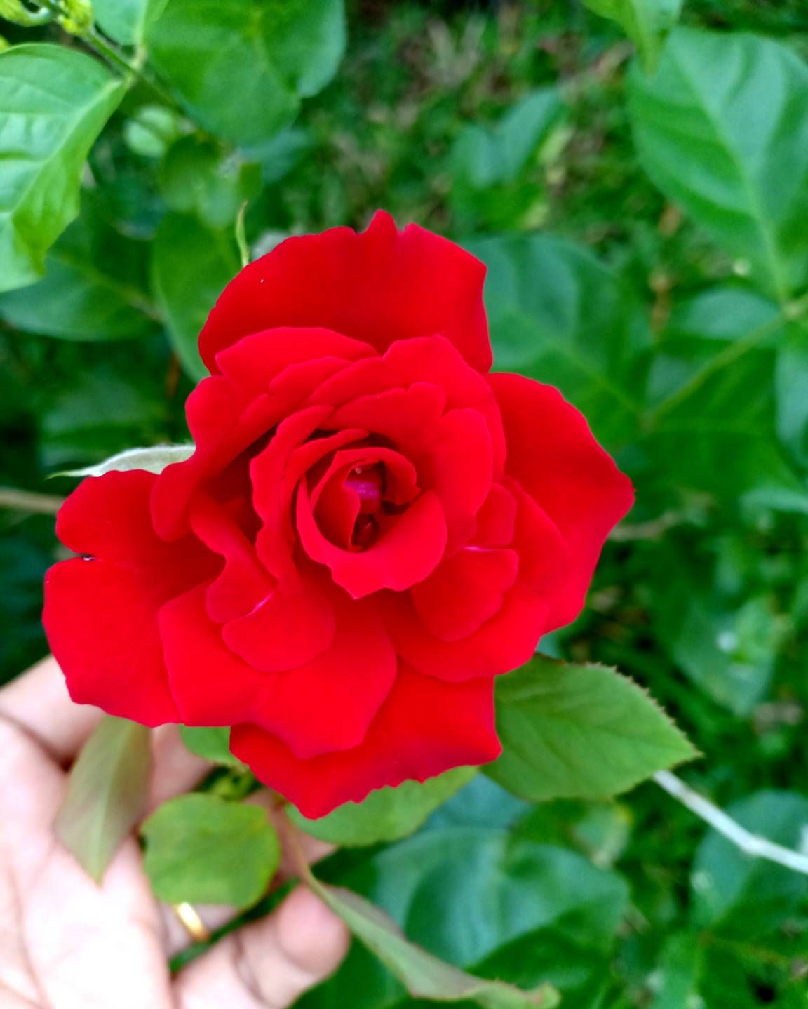 Terpecahkan: sebut saja mawar - Samsung Members