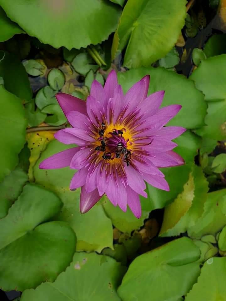 Lotus - Samsung Members