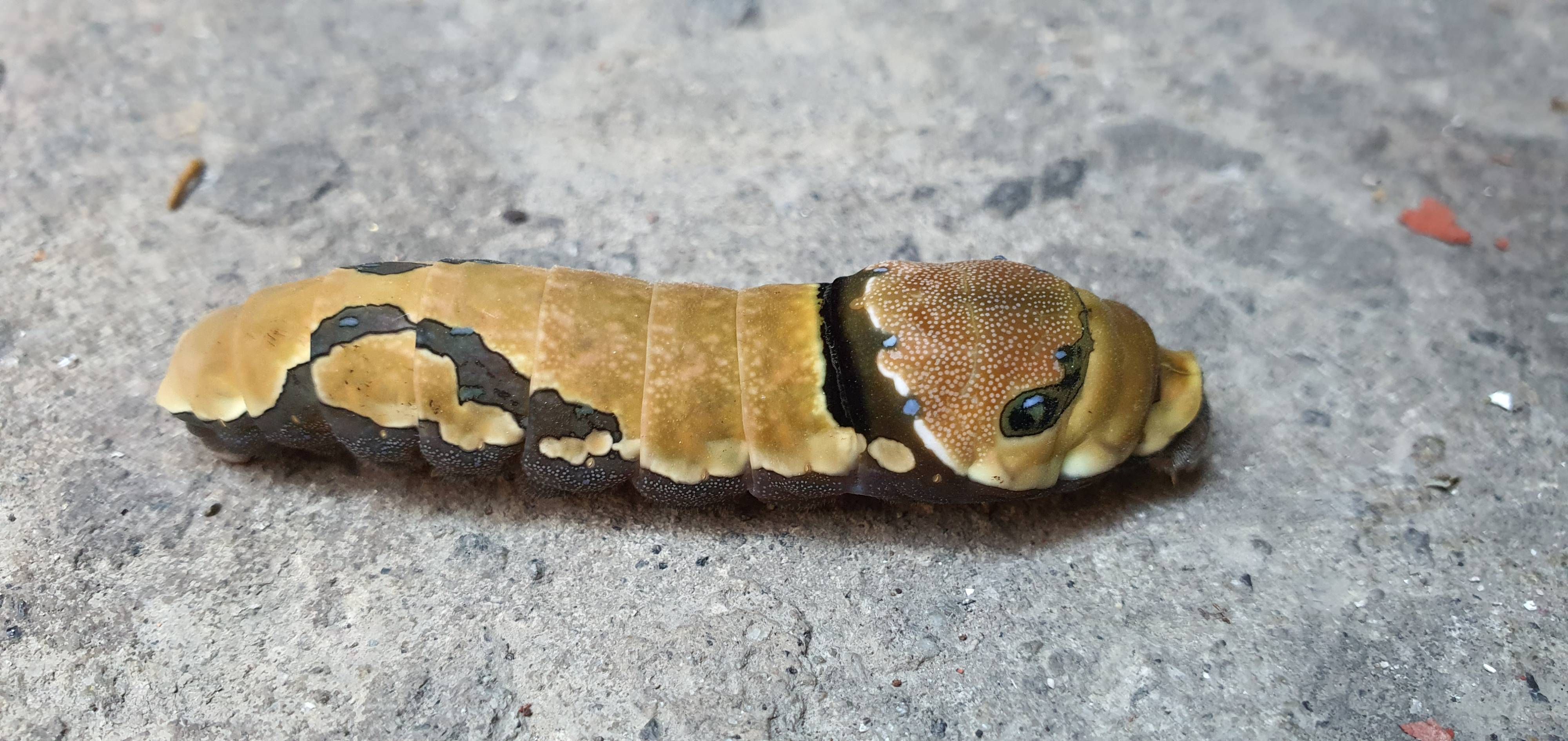 Oruga serpiente! - Samsung Members Oruga serpiente! - Samsung Members