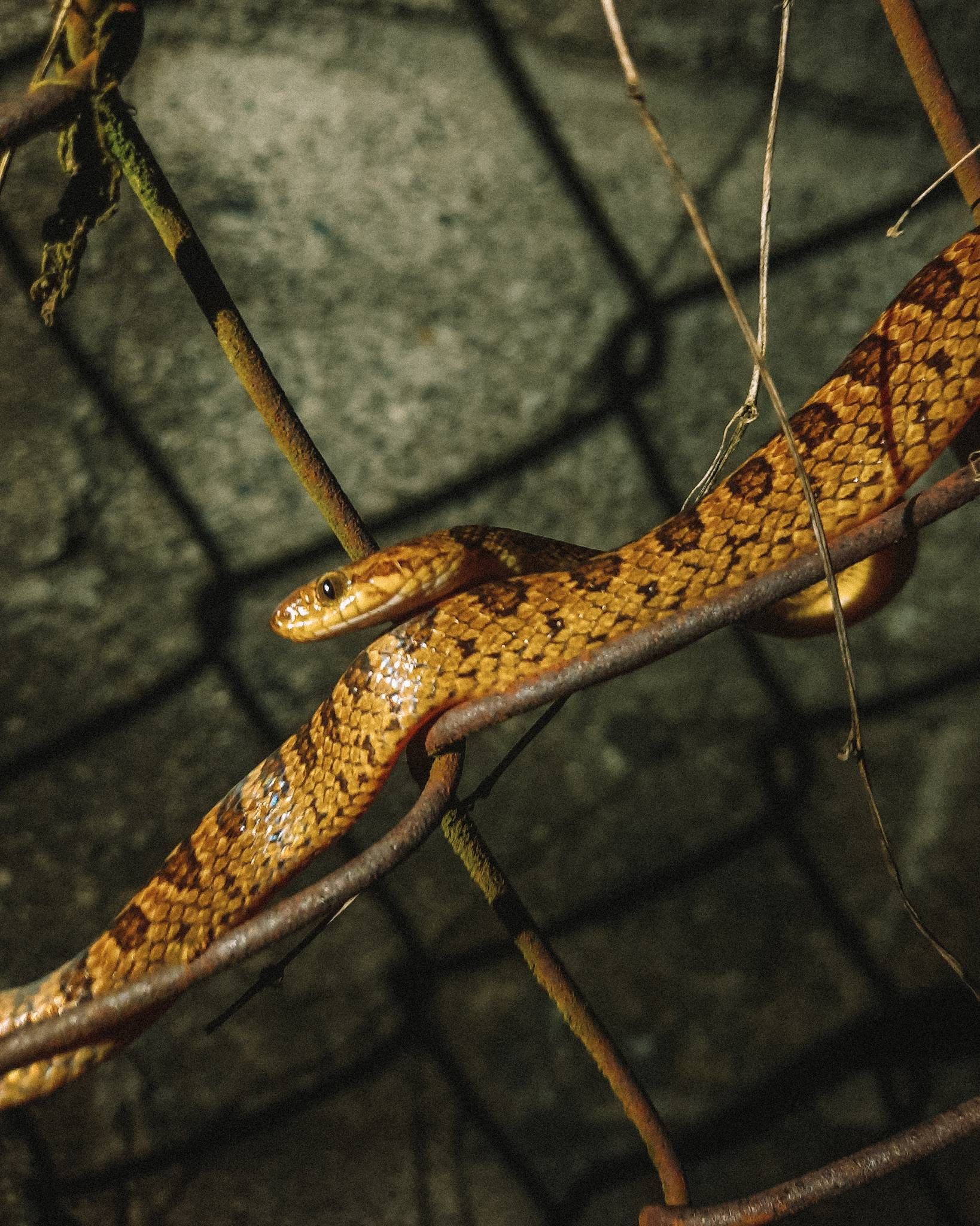 Snakes - Samsung Members