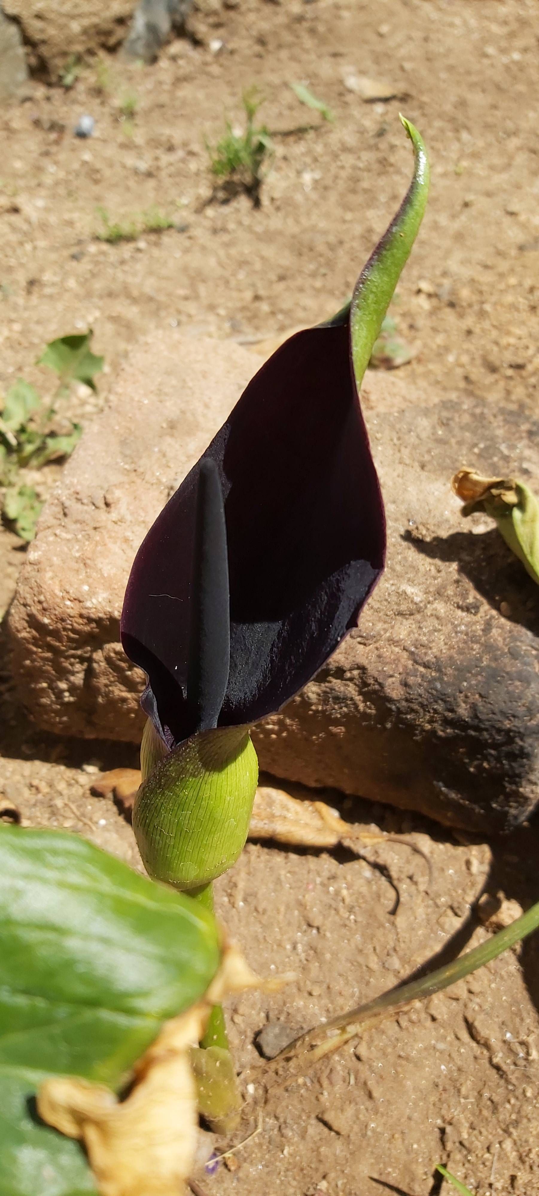 la cala negra - Samsung Members