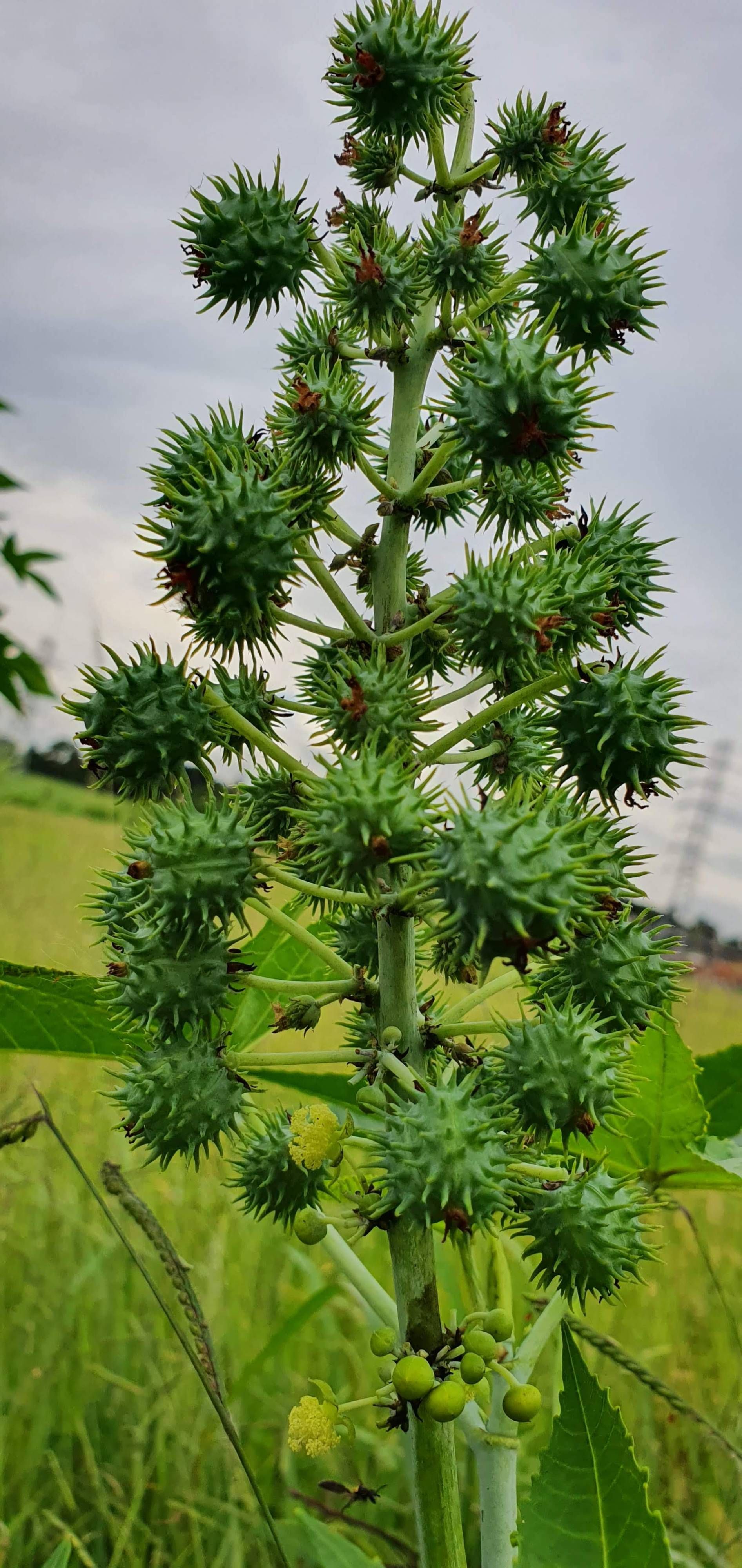 Mamonas Assassinas - Samsung Members