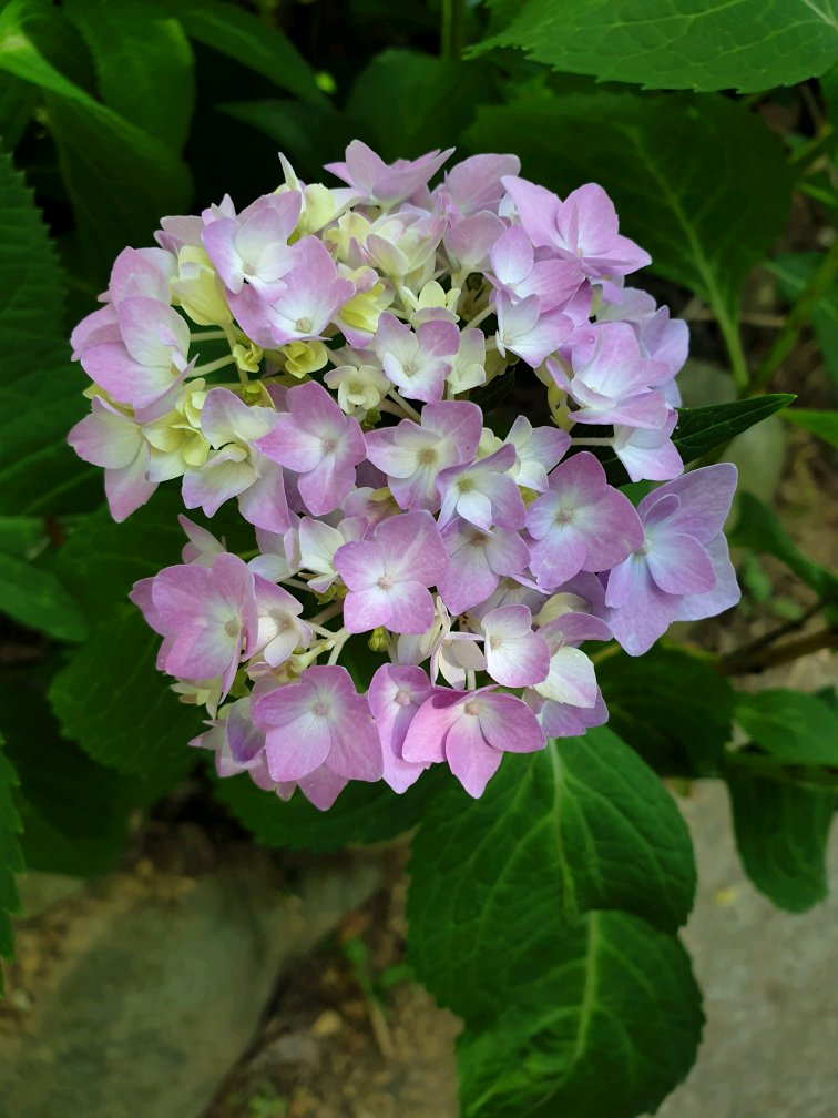 수국 - Samsung Members