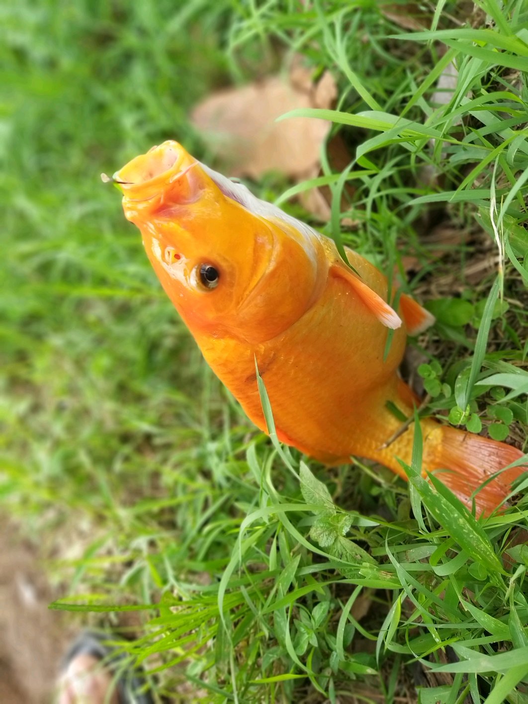 fishing - Samsung Members