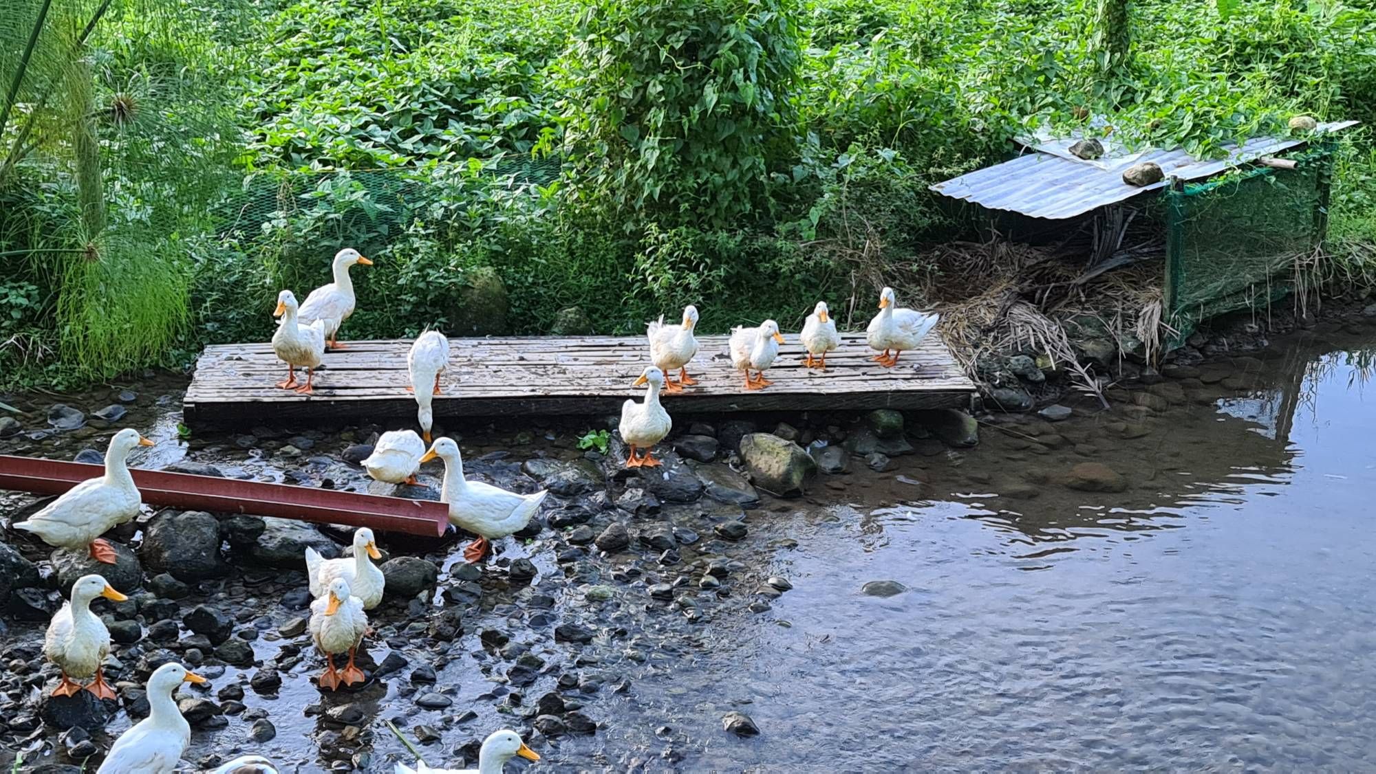 The family of ducks - Samsung Members