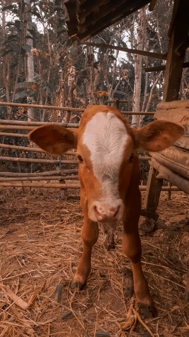 shepy - Samsung Members