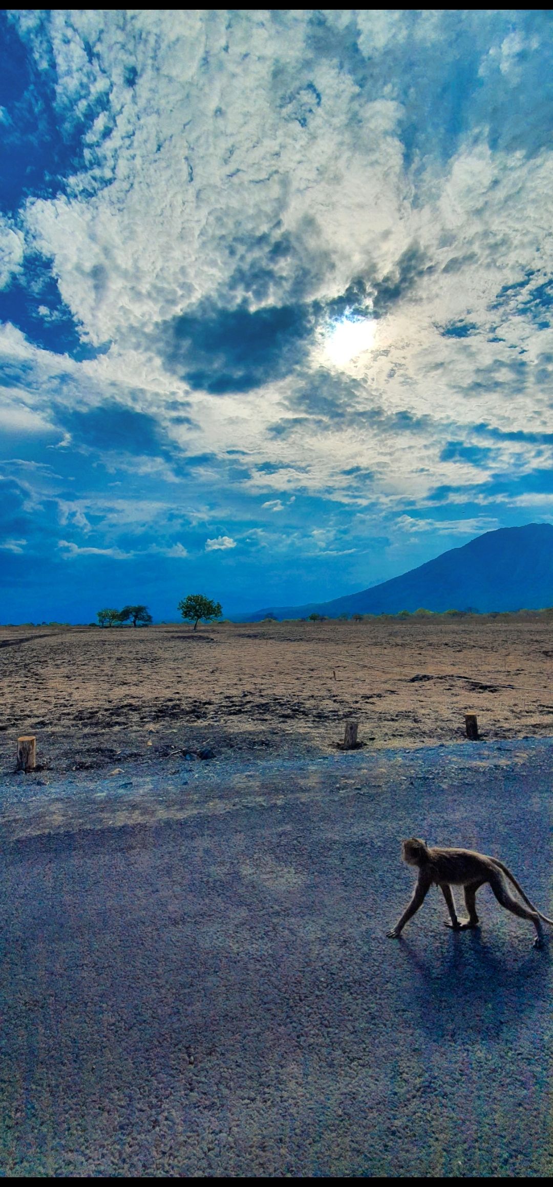 Monkey - Samsung Members