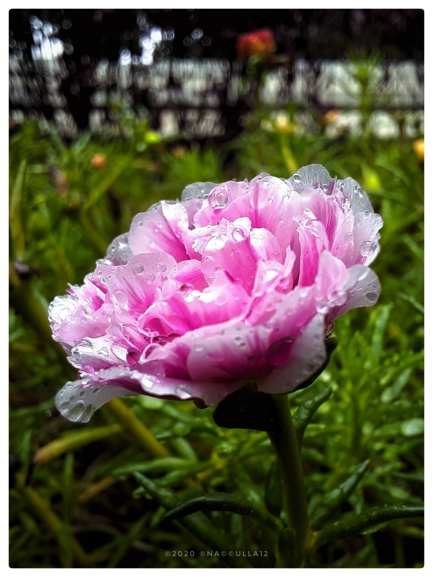 Bunga Tepi Jalan Selepas Hujan - Samsung Members