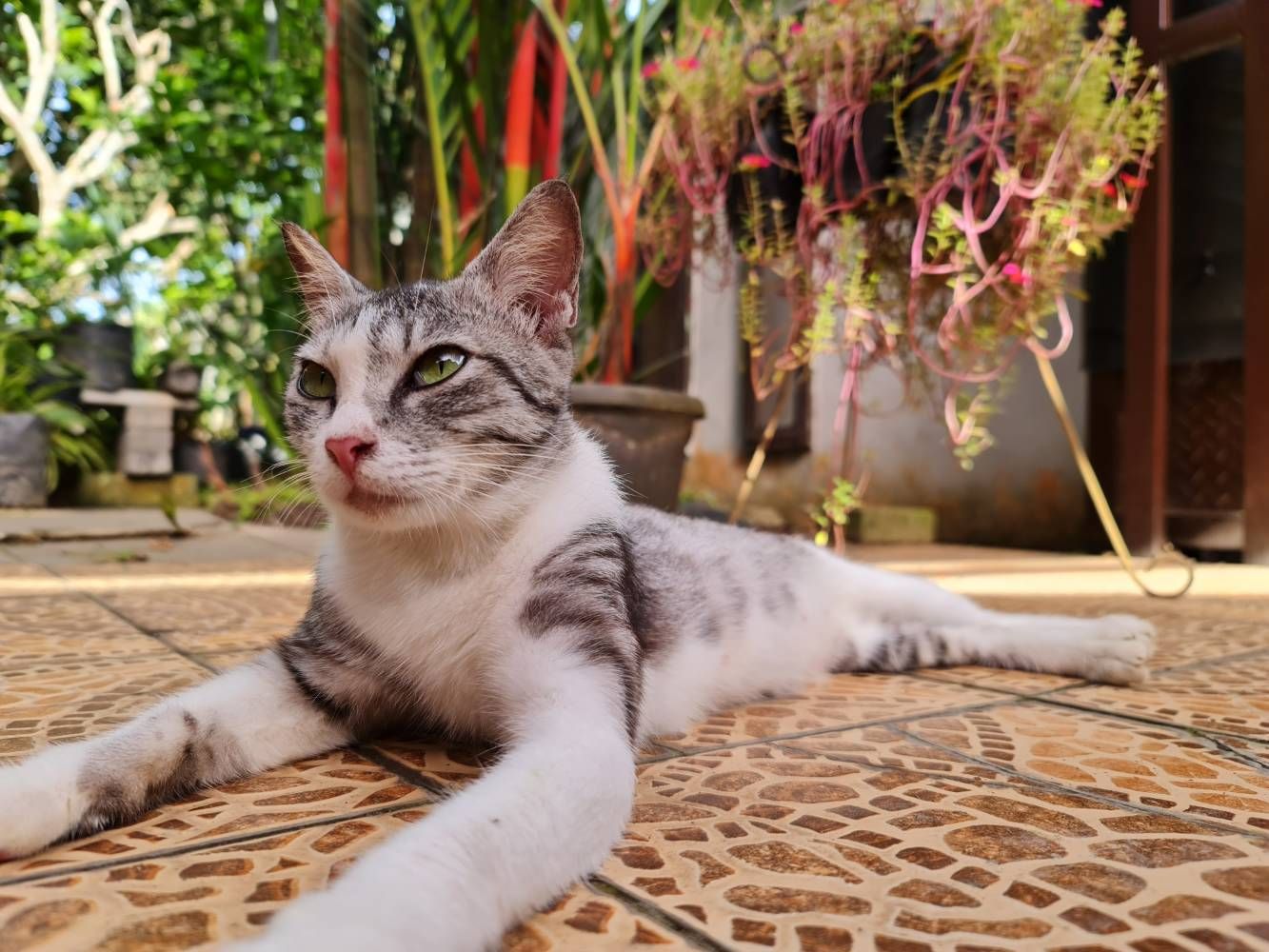 Mako the cat blasteran angora/kampung - Samsung Members