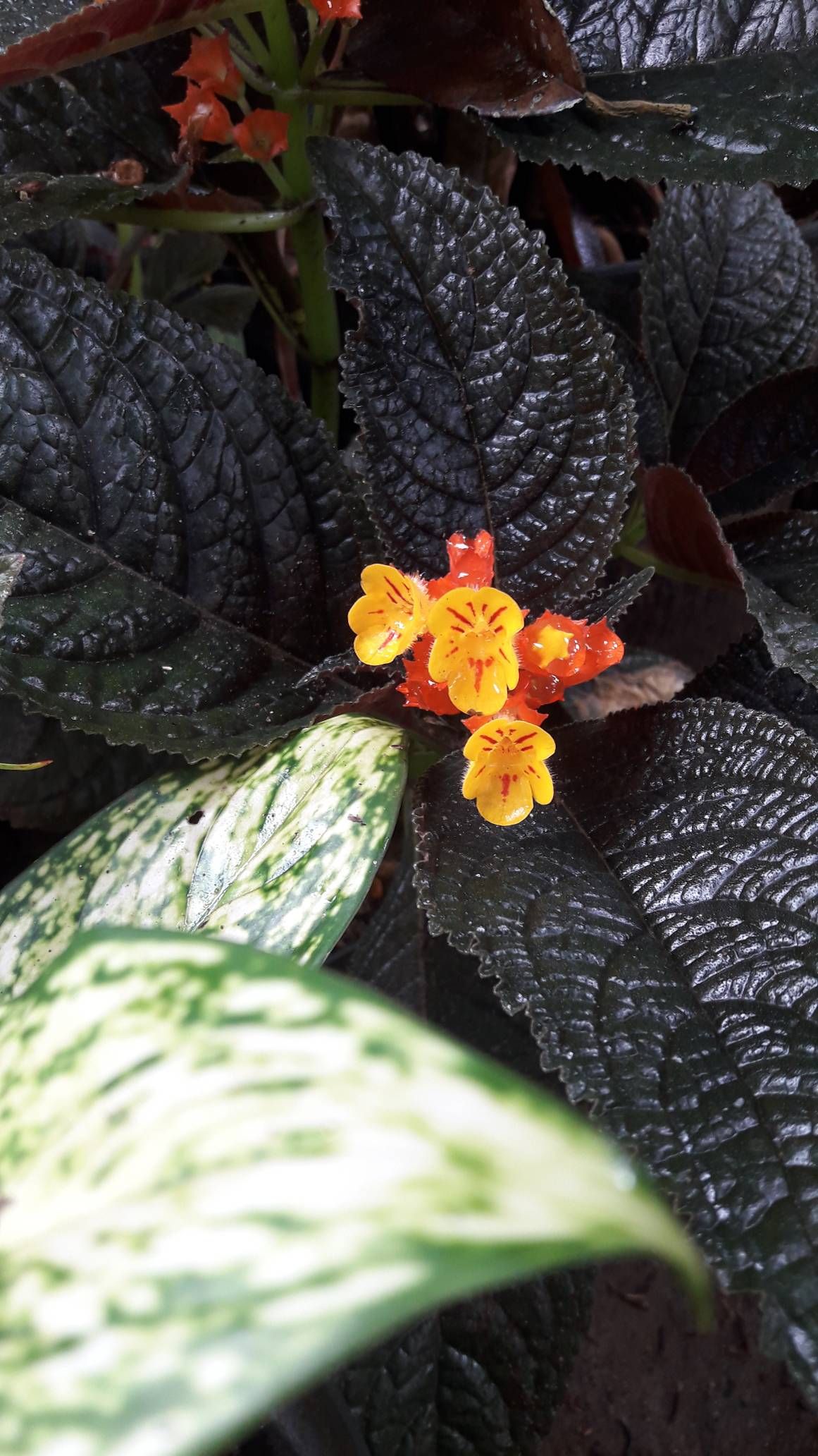 bunga lonceng senja - Samsung Members