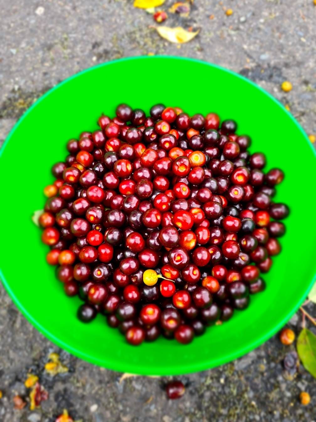 capulí, como lo conocen ustedes - Samsung Members