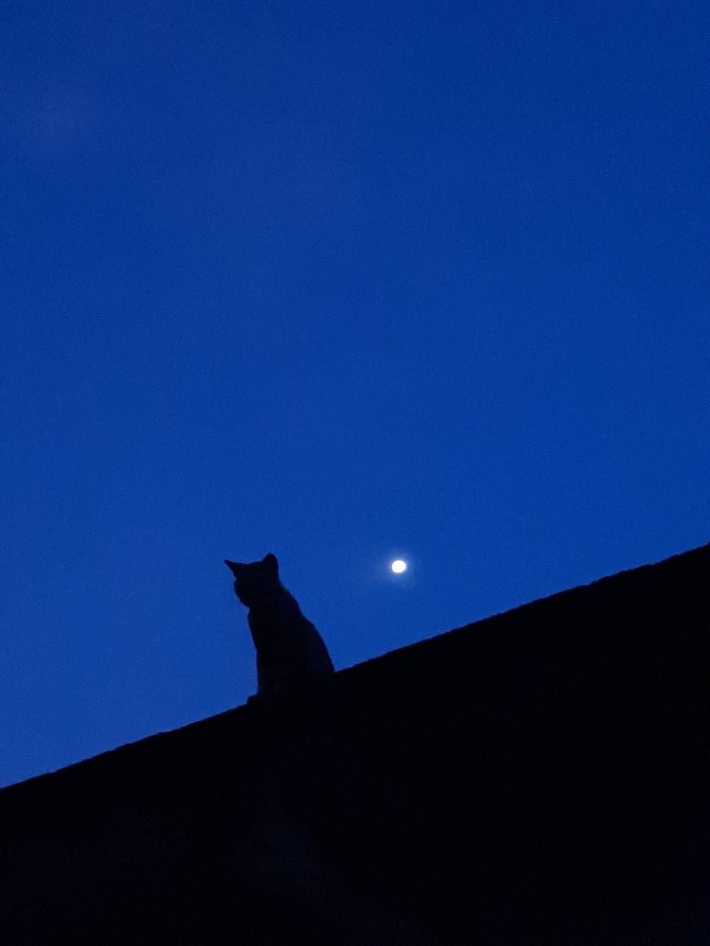 O gato e a lua 🐈🌙 - Samsung Members