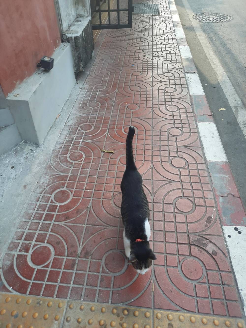 cat of the day 🐱 - Samsung Members