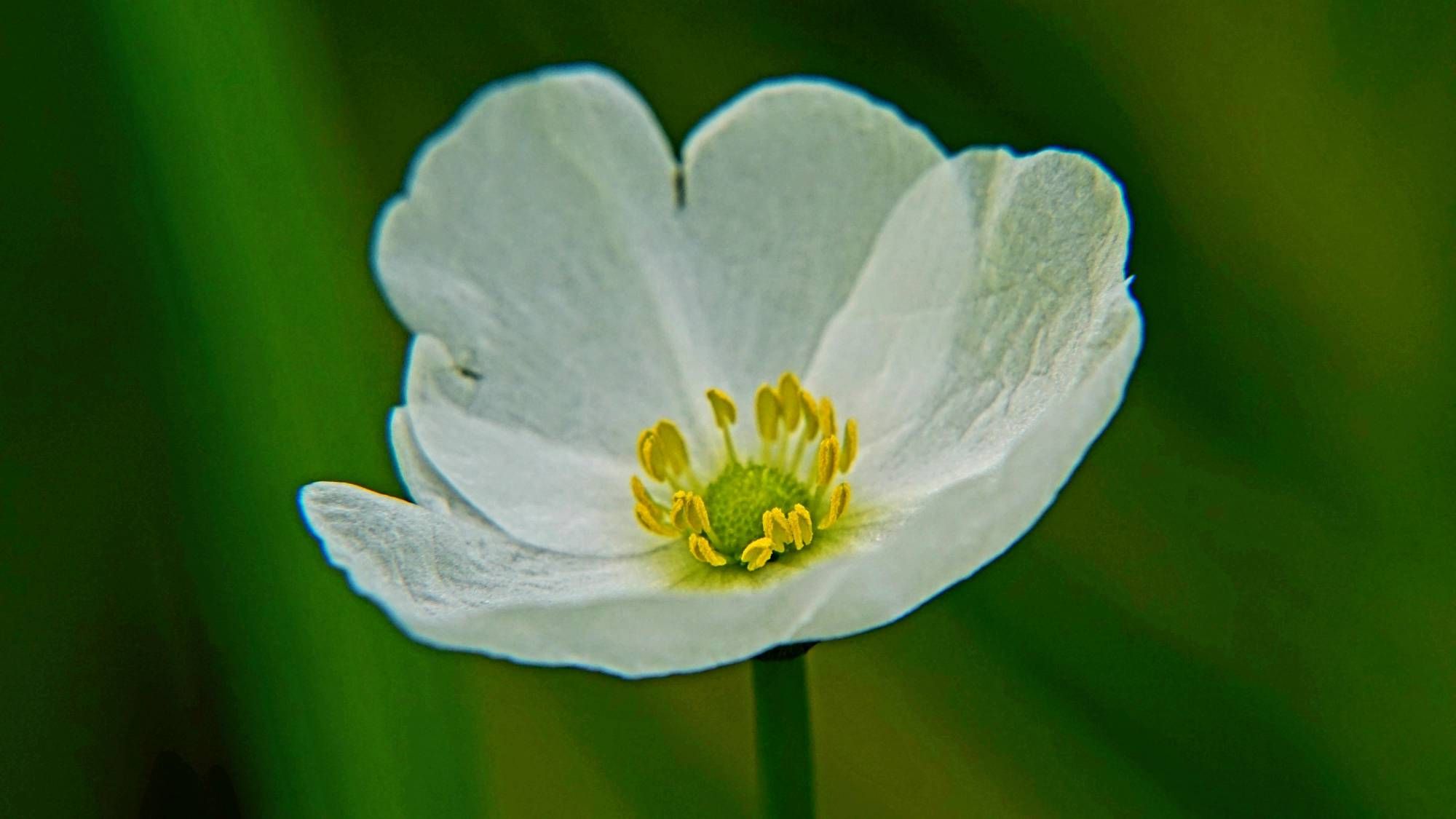 ดอกไม้ - Samsung Members