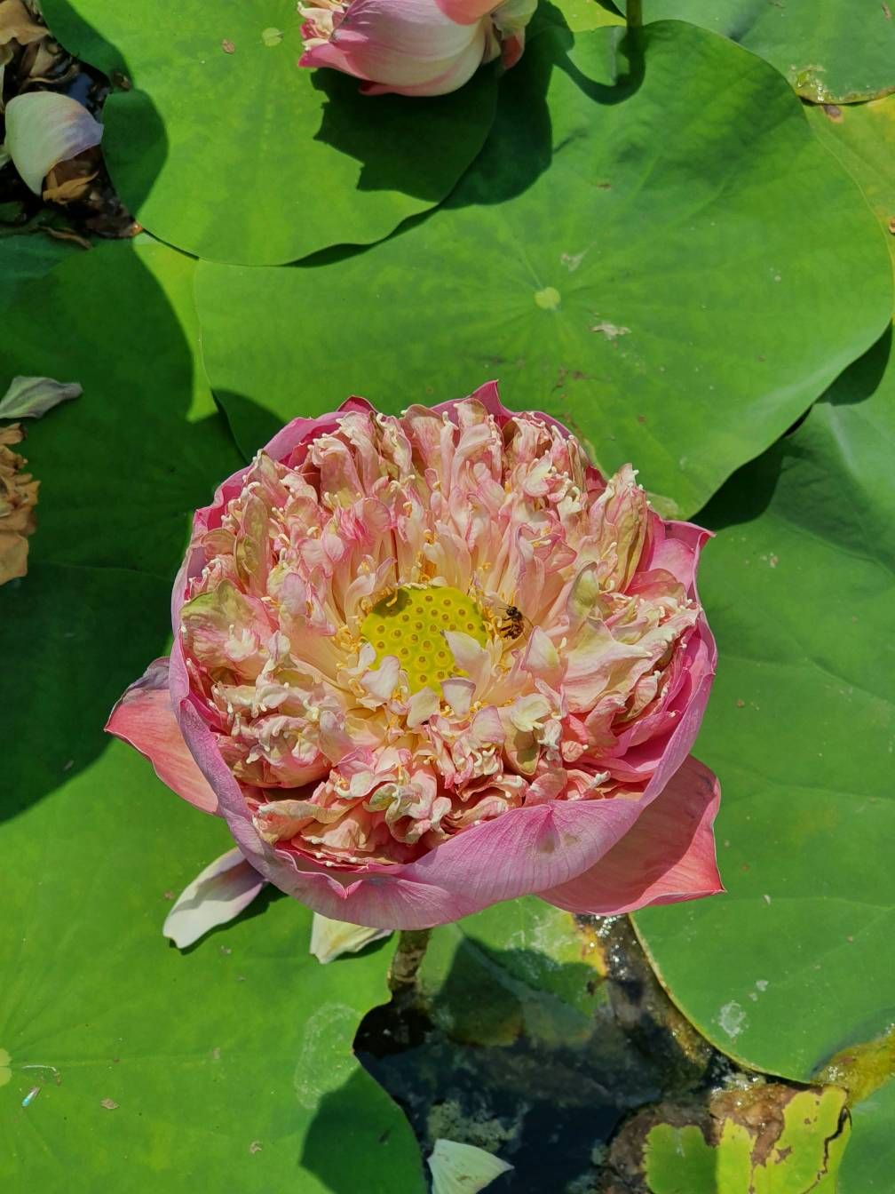 โบยบินสำรวจโลก - Samsung Members