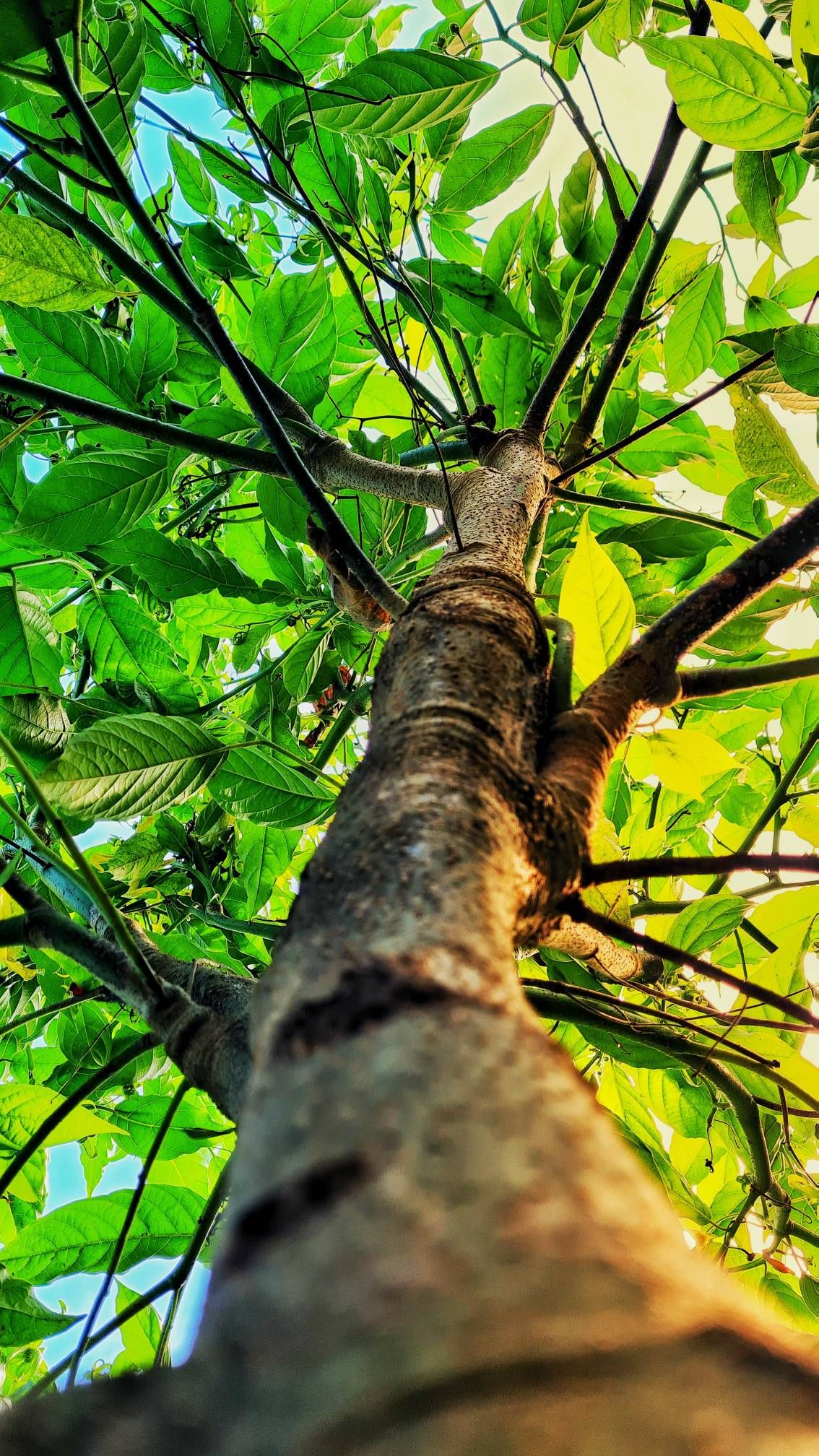 daun dan batang - Samsung Members