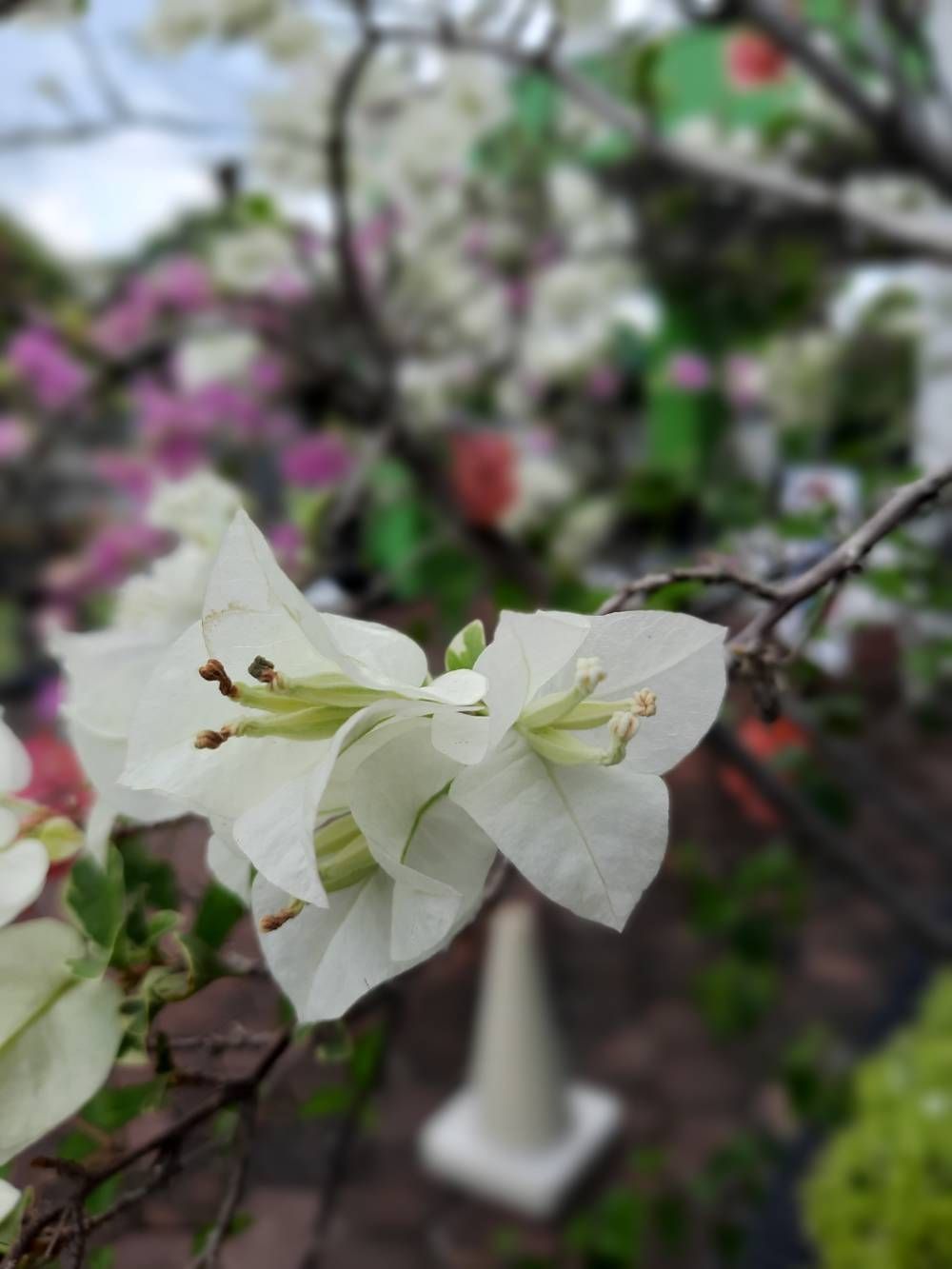 Bugenvil putih - Samsung Members