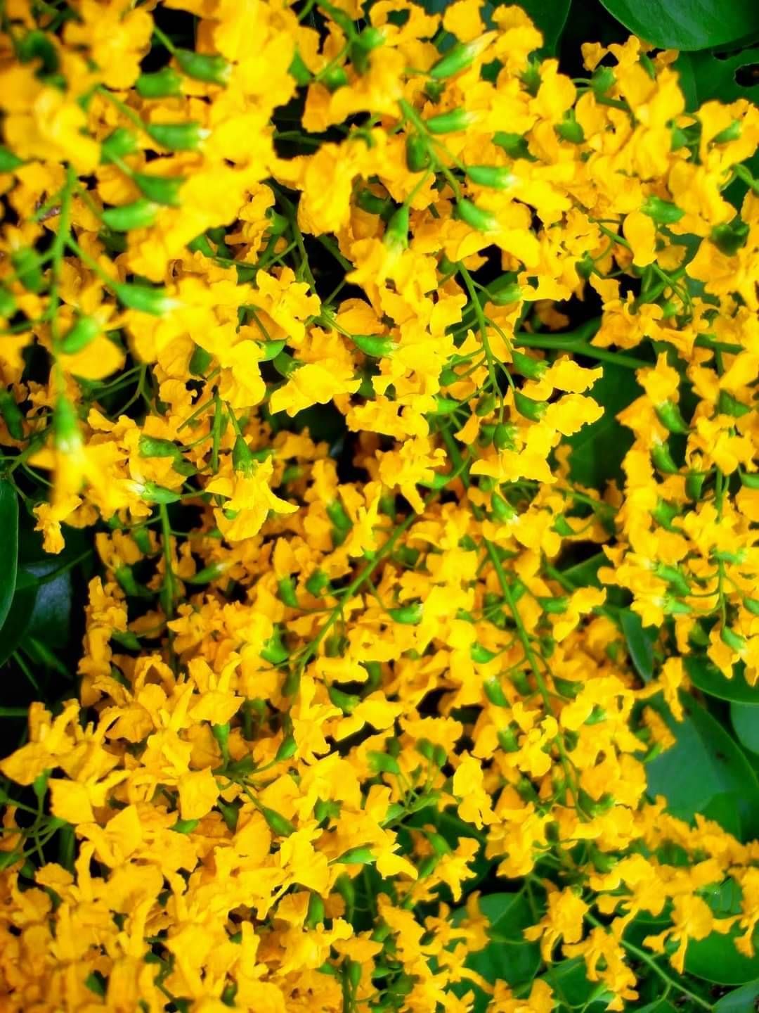 Myanmar happy new year Padauk flowers during Thing... - Samsung Members