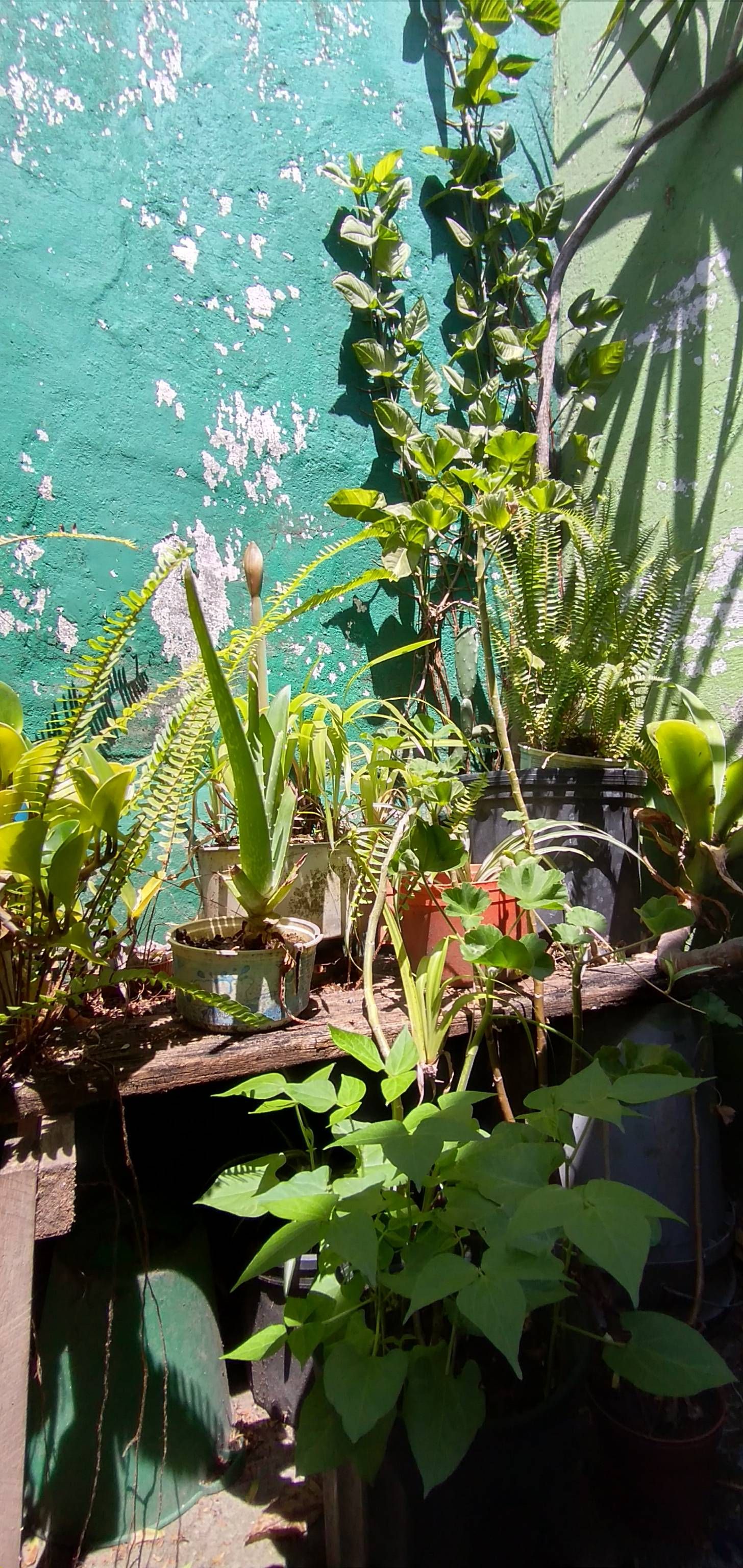 Las plantas de la casa.. - Samsung Members