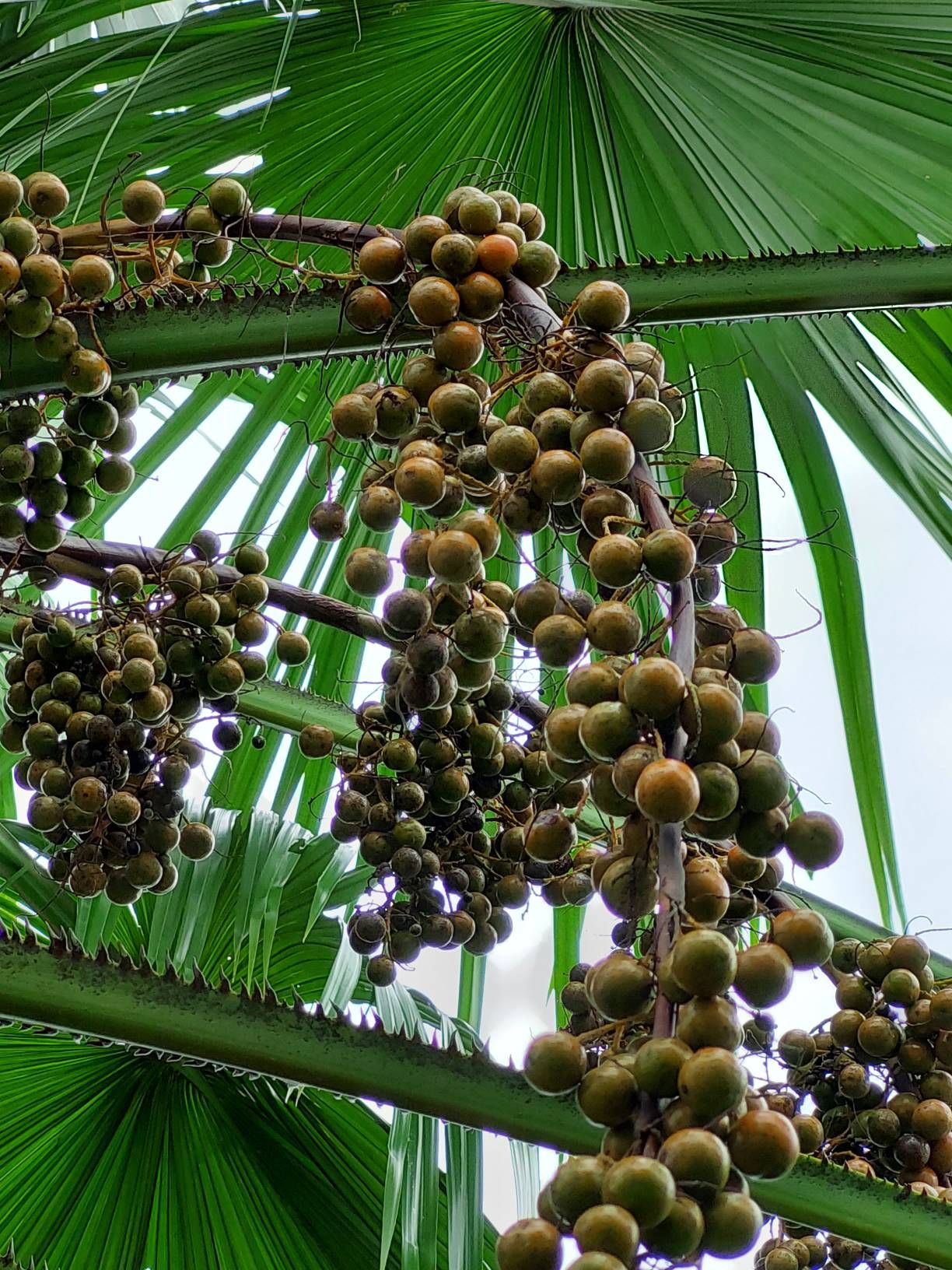 ..bunga pohon palm kenari(washington) - Samsung Members