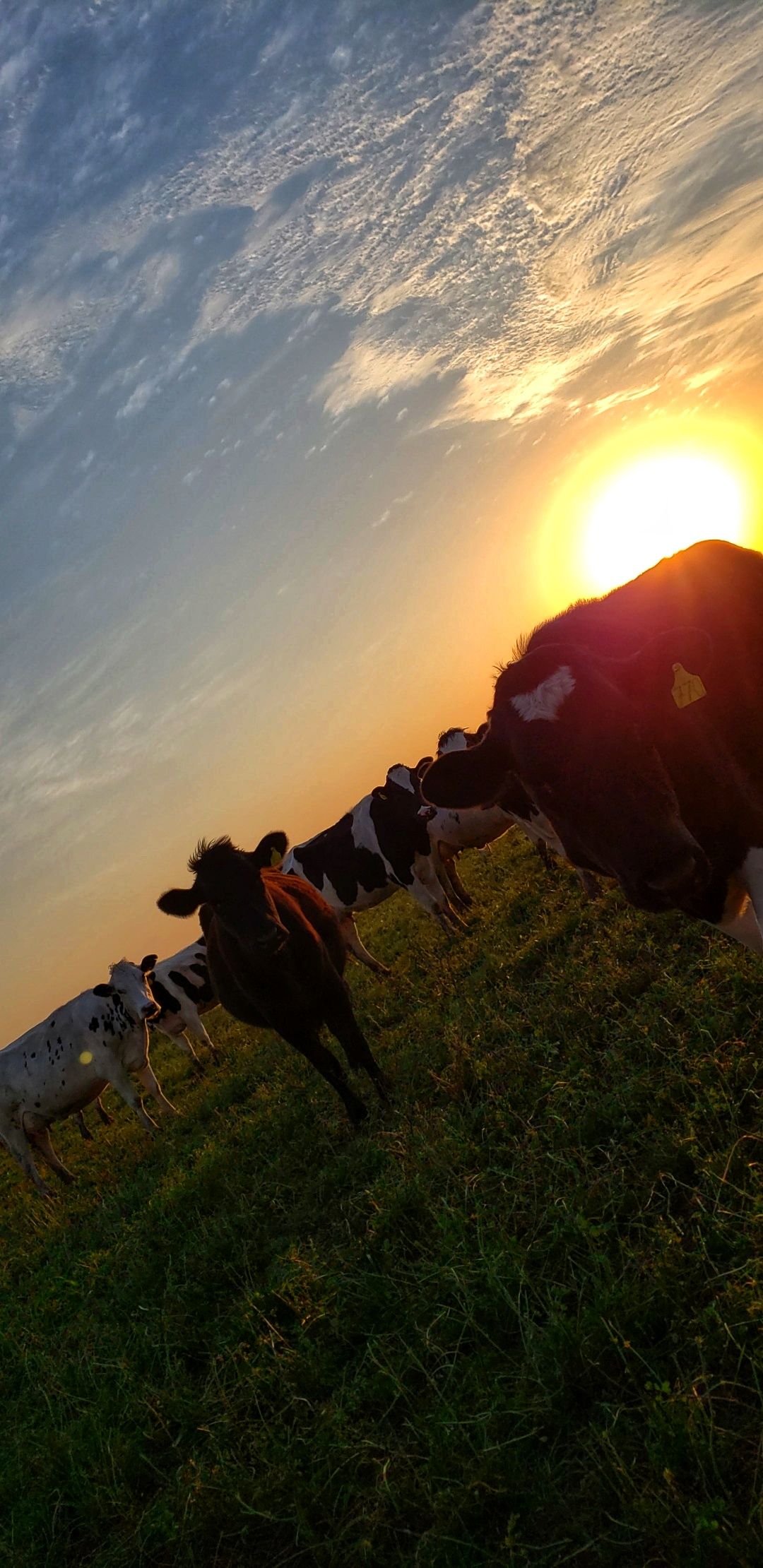 goodbye sunday ! - Samsung Members