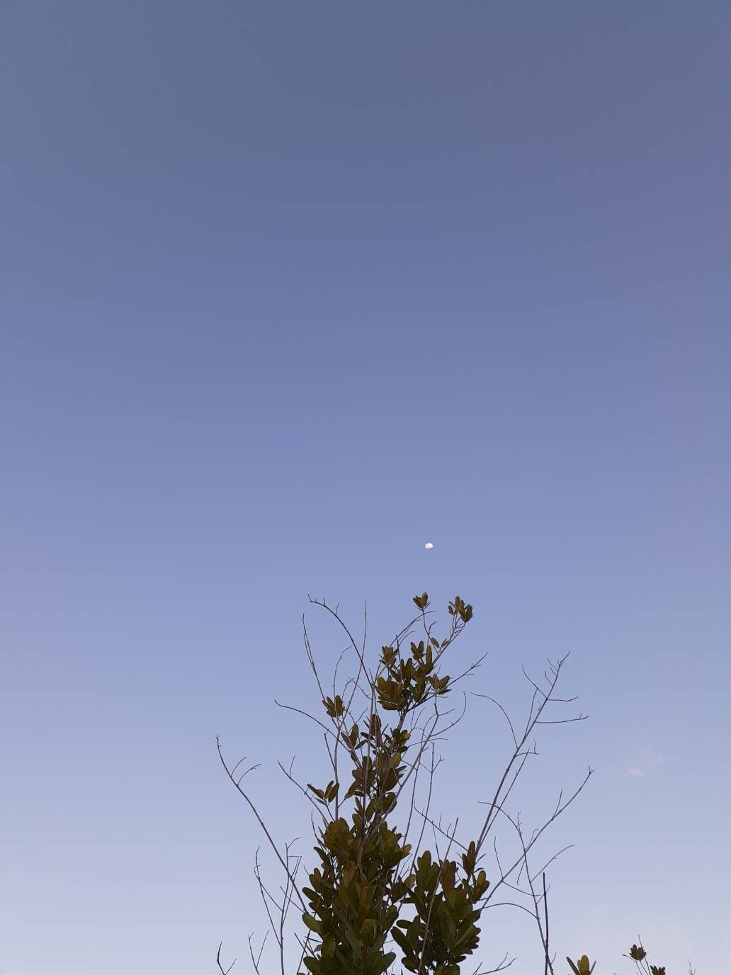 Moonlight x Samsung - Samsung Members