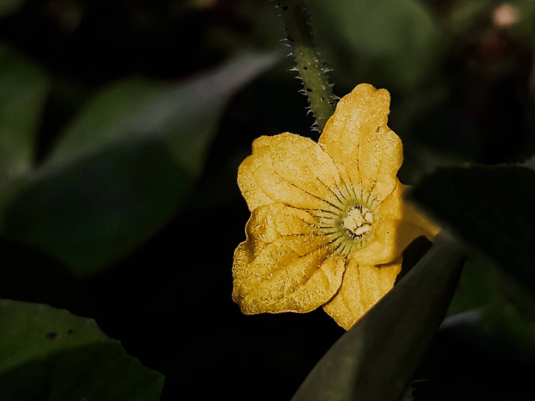 Bunga Semangka - Samsung Members