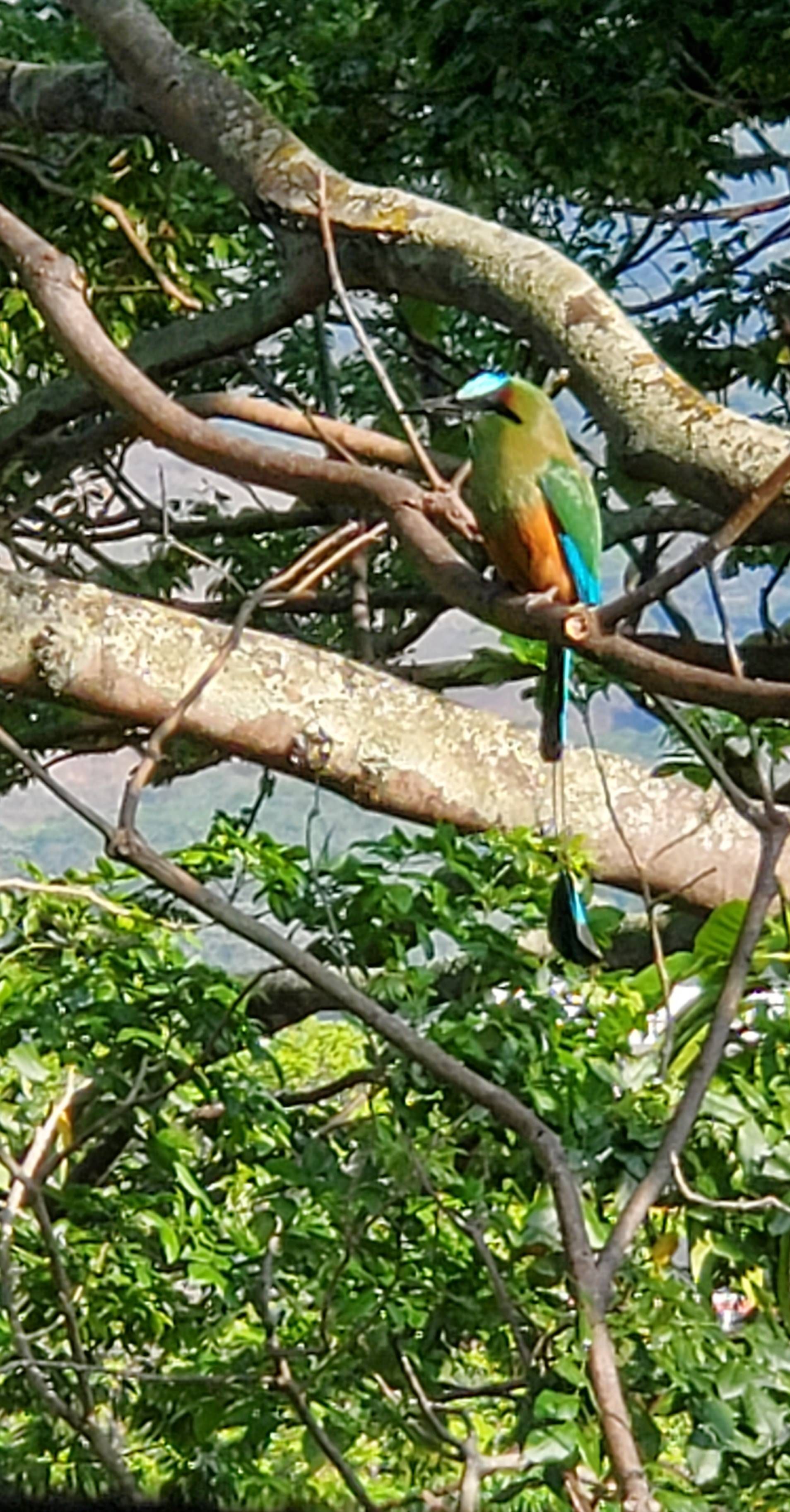 Torogoz ave nacional de El Salvador - Samsung Members
