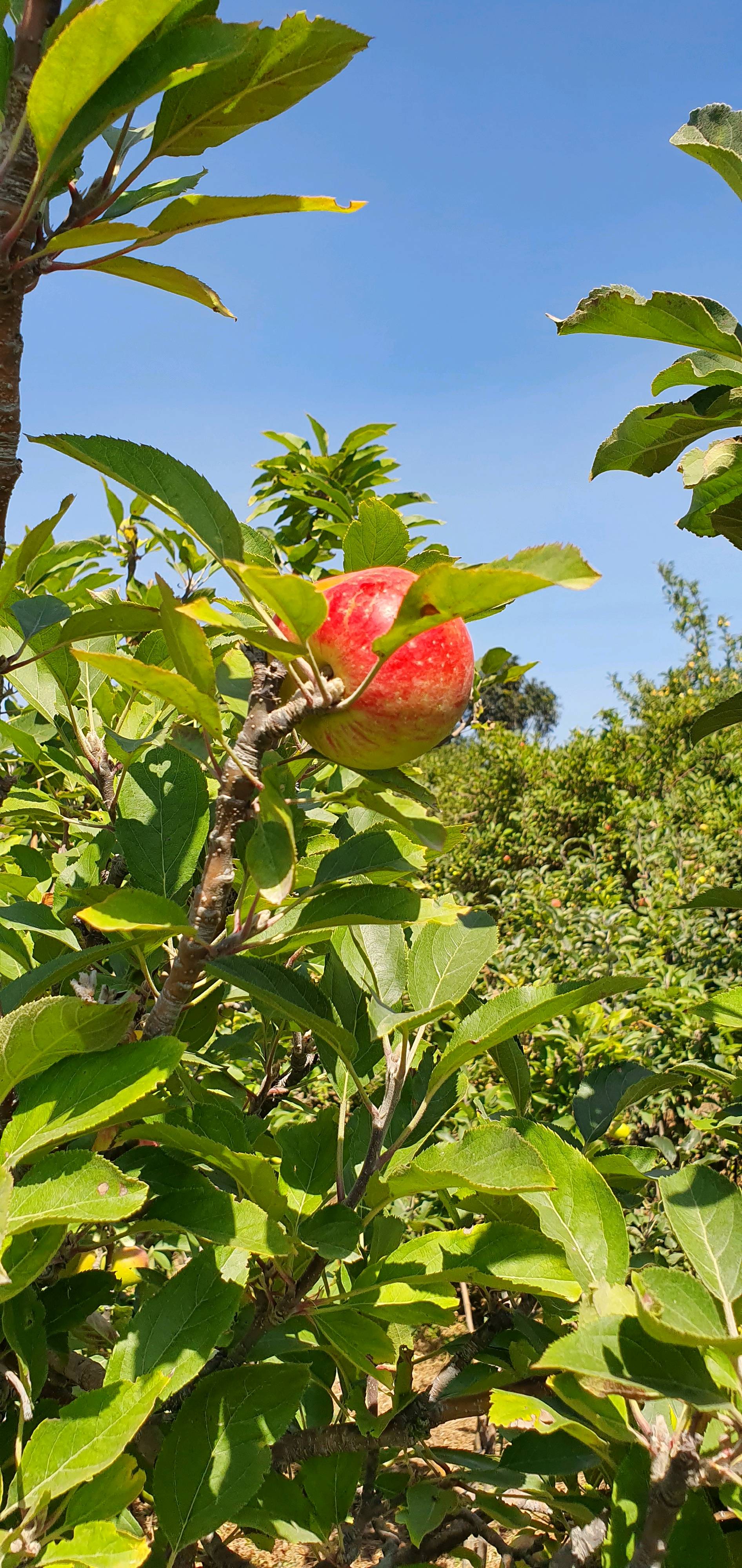 Merah, Hijau, Biru 🌞 - Samsung Members
