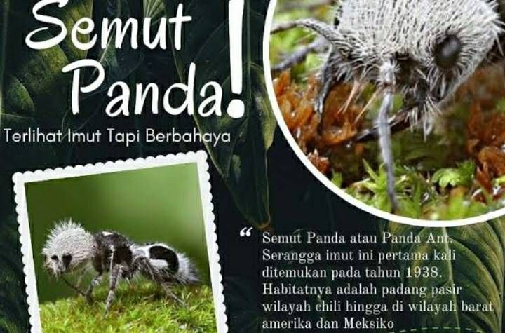 Yuk Kenalan Sama Semut Panda, yang Terlihat imut t... - Samsung Members