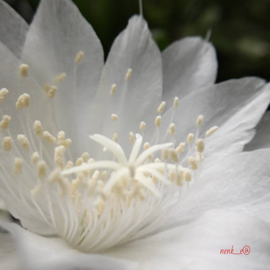 Tan Hua Flower - Samsung Members