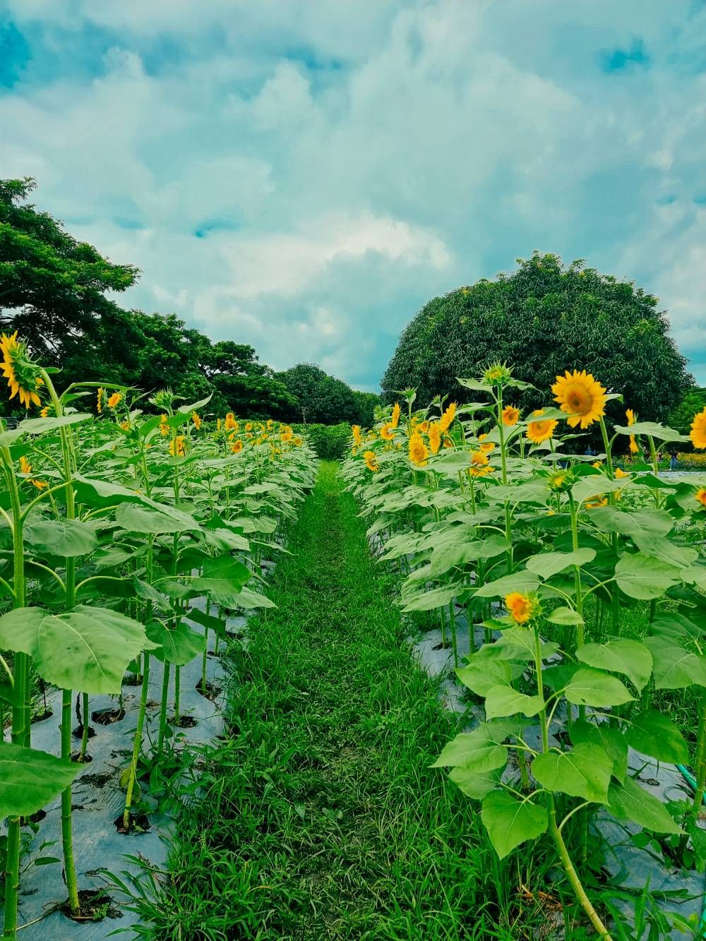 Sunflower Farm Jalajala Rizal | Best Flower Site