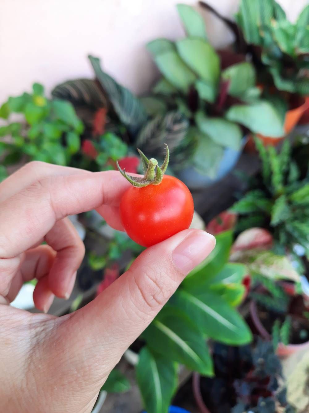 Tomat Rampai - Buah atau Sayur? - Samsung Members