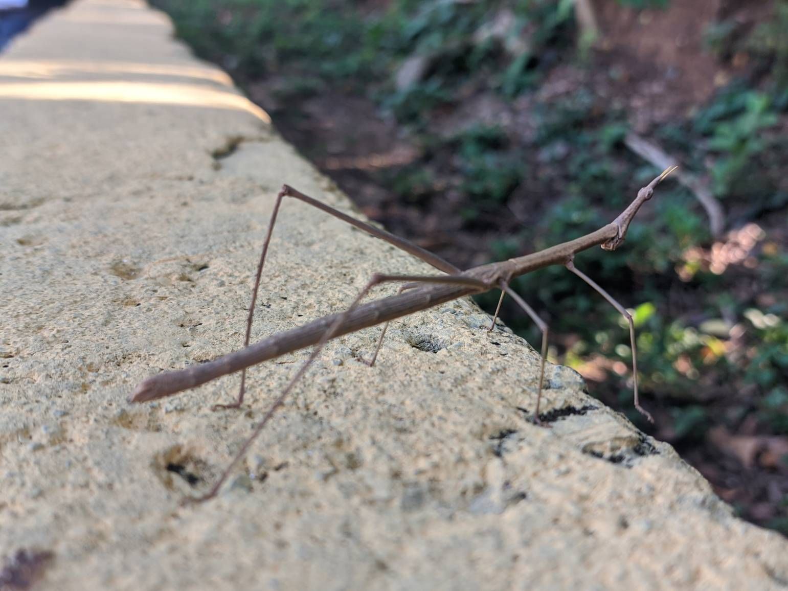 Insecto Palo (Maria palito) - Samsung Members